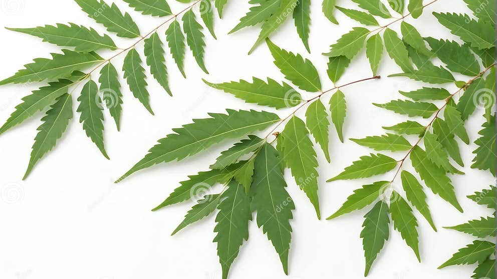 Closeup of Neem Leaves on Plain White Ai Generated Stock Illustration ...