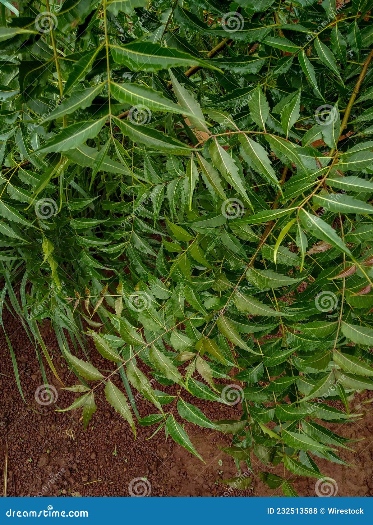 Closeup of Neem Tree Leaves in the Forest Stock Photo - Image of neem ...