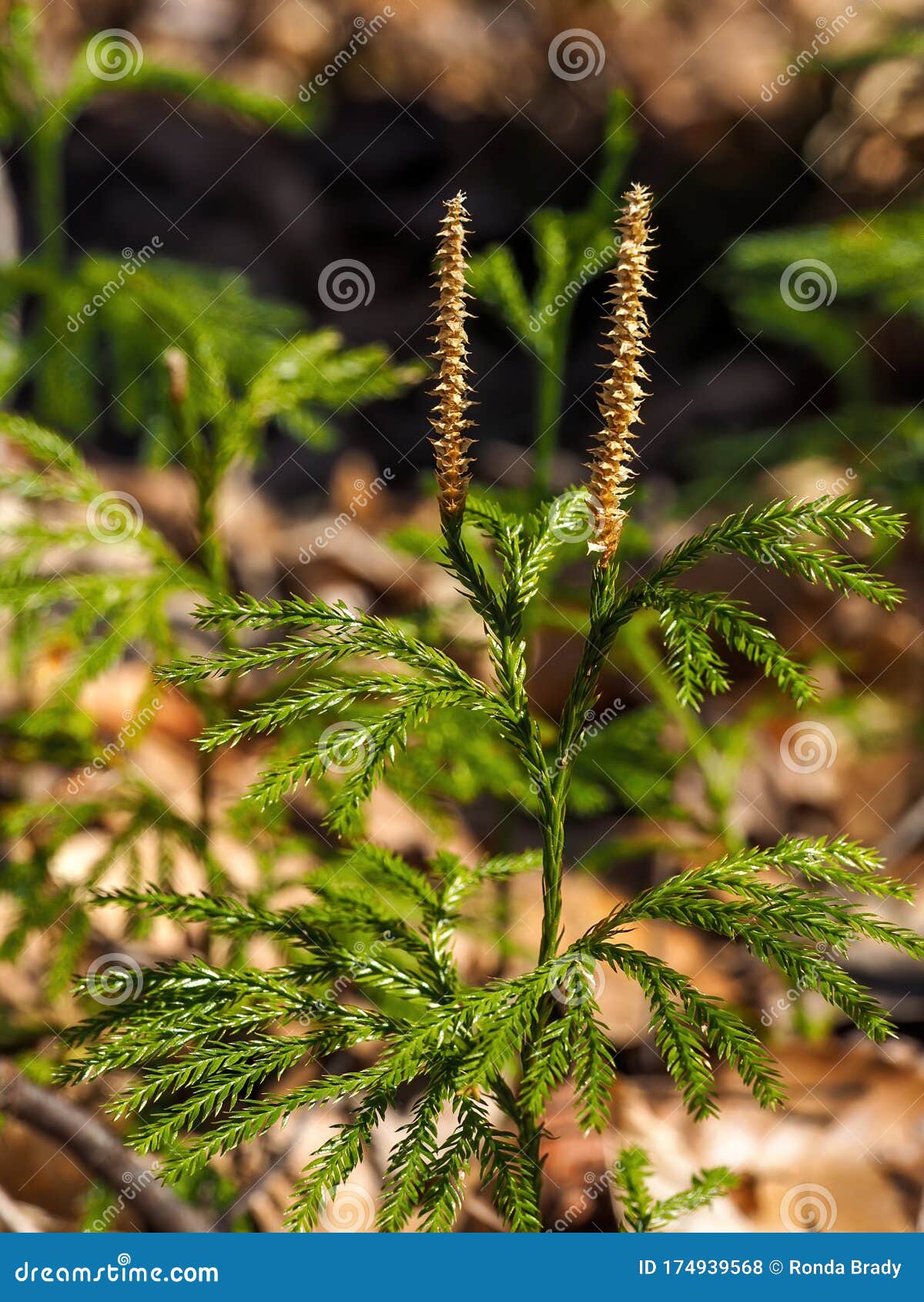 New Growth of Small Pine Tree on Forest Floor Stock Photo - Image of ...