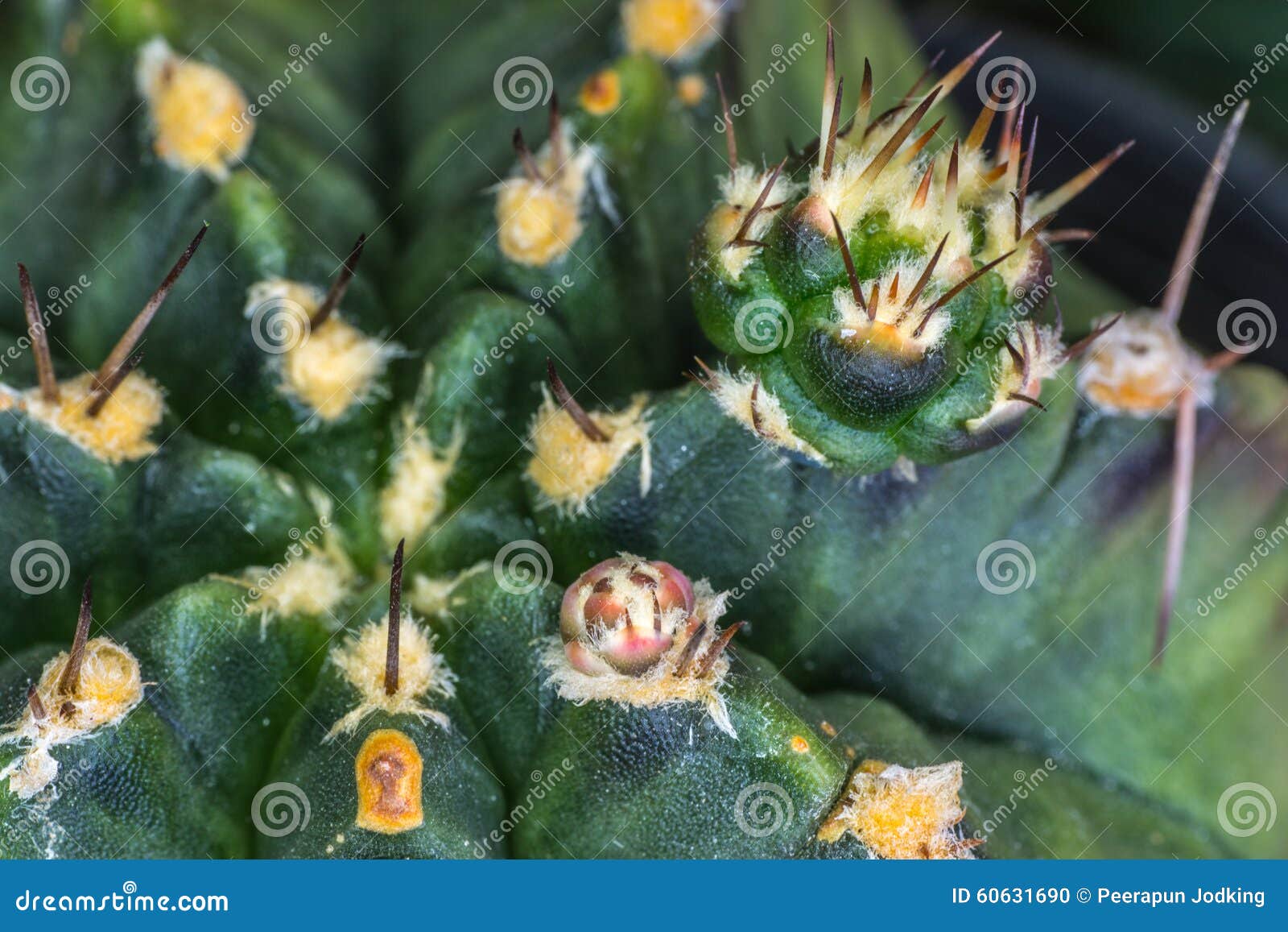 Closeup of a New Spiny Cactus Seedling Stock Photo - Image of acanthoid ...