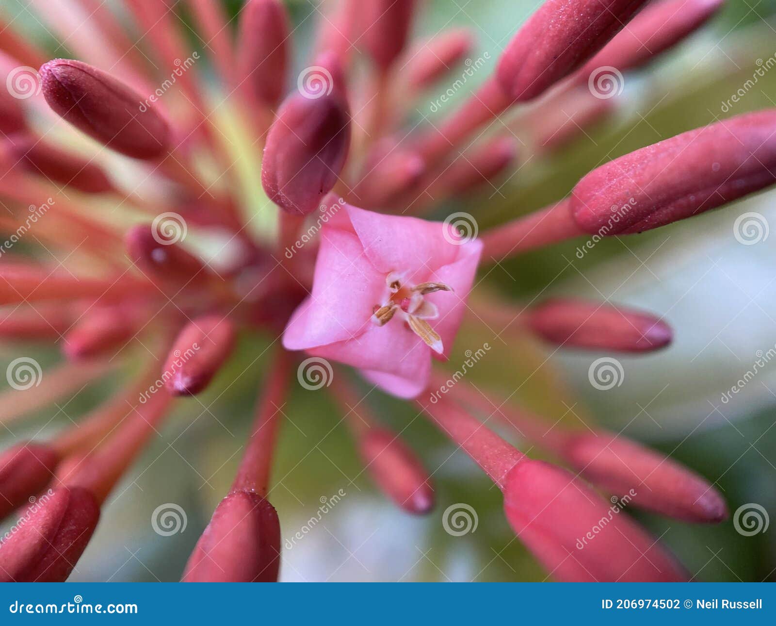 Budding Pink Flower stock photo. Image of closeup, flower - 206974502