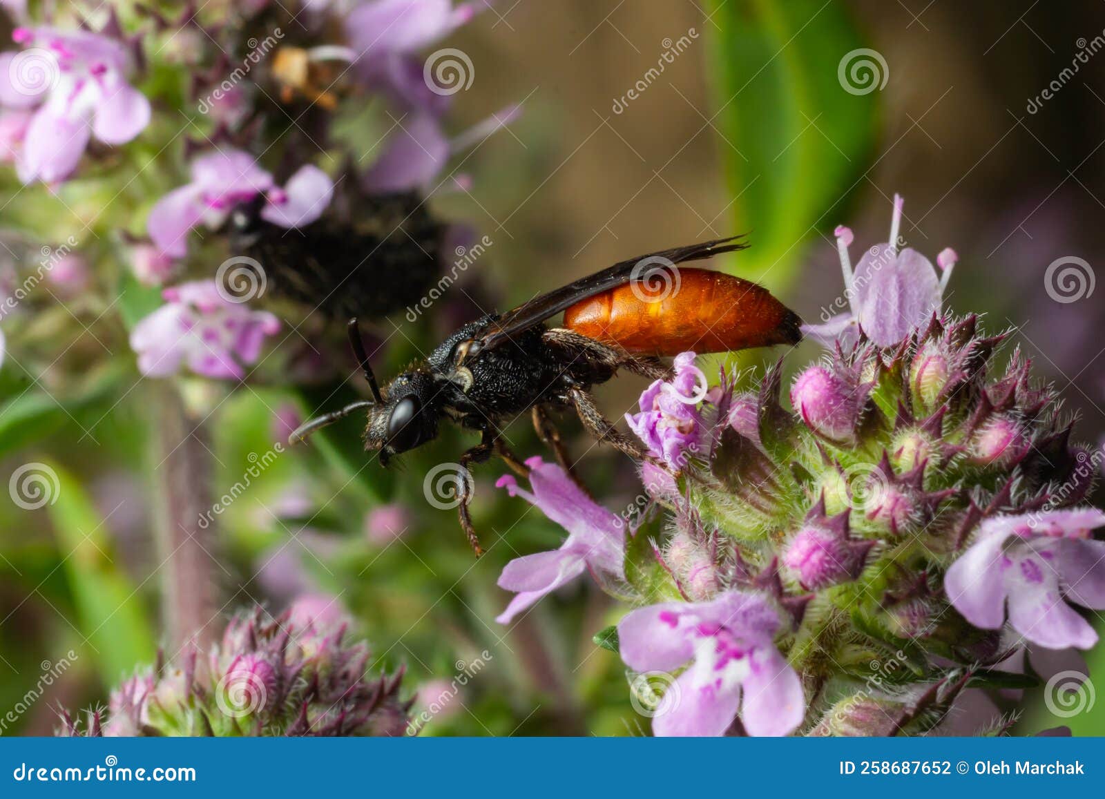 Closeup of Nice Red Colored Cleptoparasite Bloodbee , Sphecodes ...