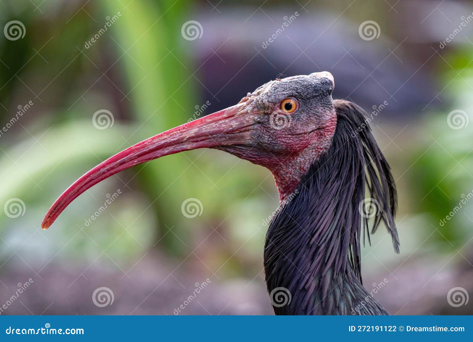 Closeup of a Northern Bald Ibis, Geronticus Eremita. Stock Photo ...