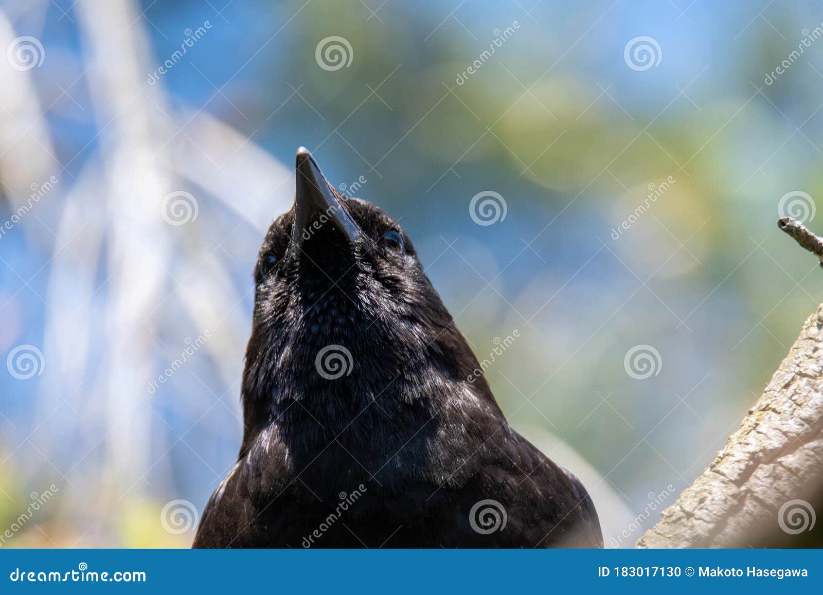A Closeup of a Northern Crow Face. Stock Photo - Image of bright ...
