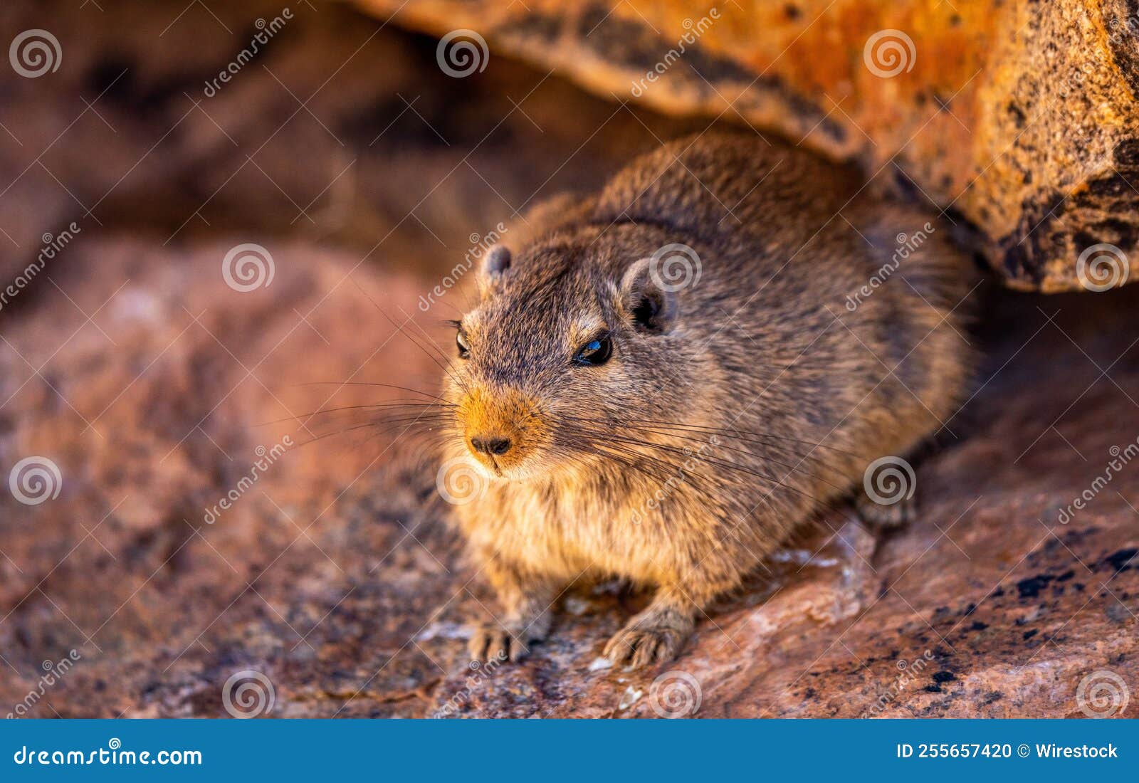 Northern Pika (Ochotona Hyperborea). Pika Among The Stones Covered With ...