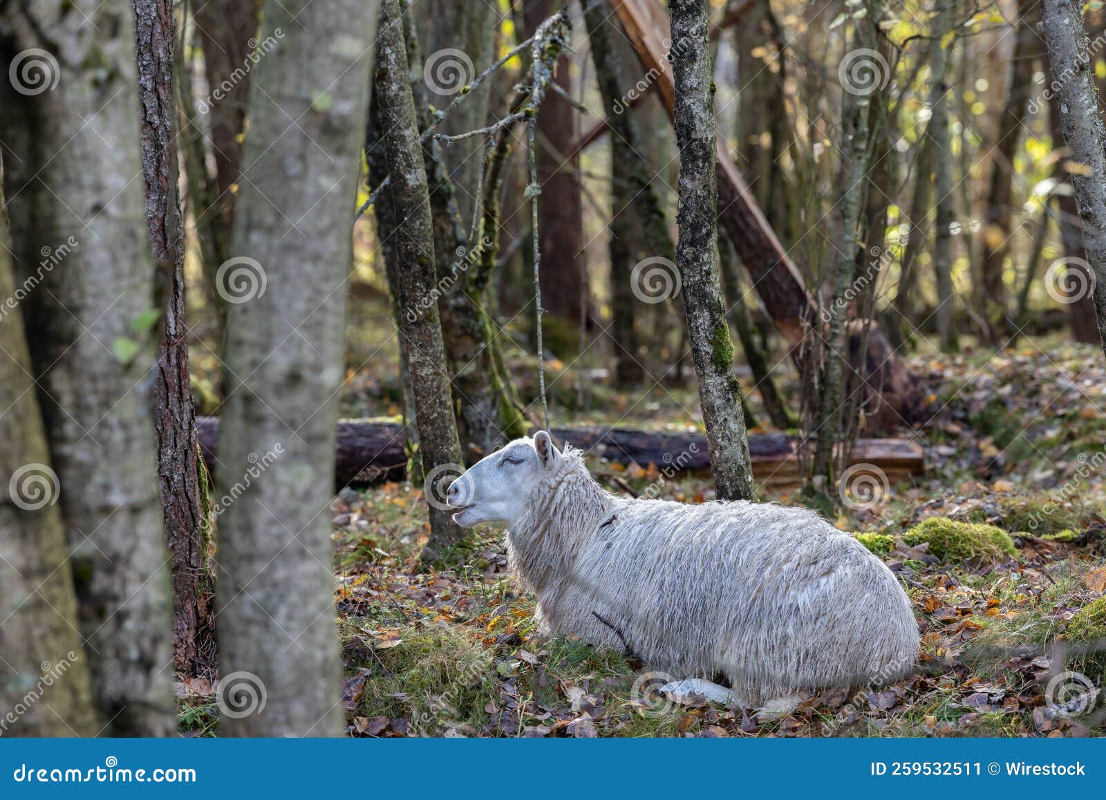 Closeup of a Norwegian Sheep Resting in the Woods Stock Image - Image ...