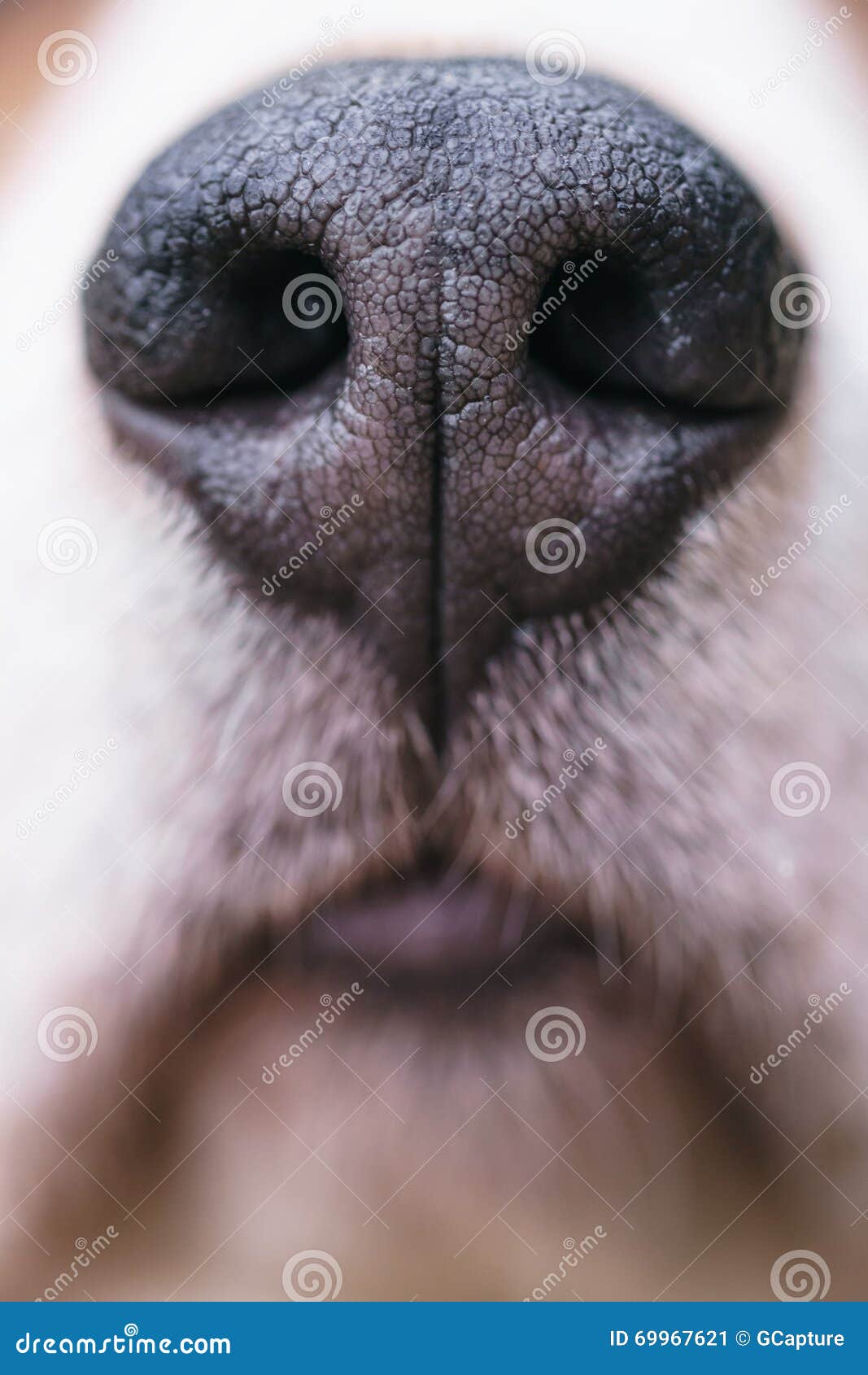 Closeup of Nose of Beagle Dog Stock Image - Image of beautiful, puppy ...