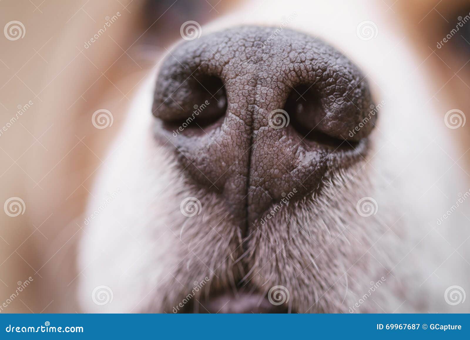 Closeup of Nose of Beagle Dog Stock Image - Image of domestic, hound ...