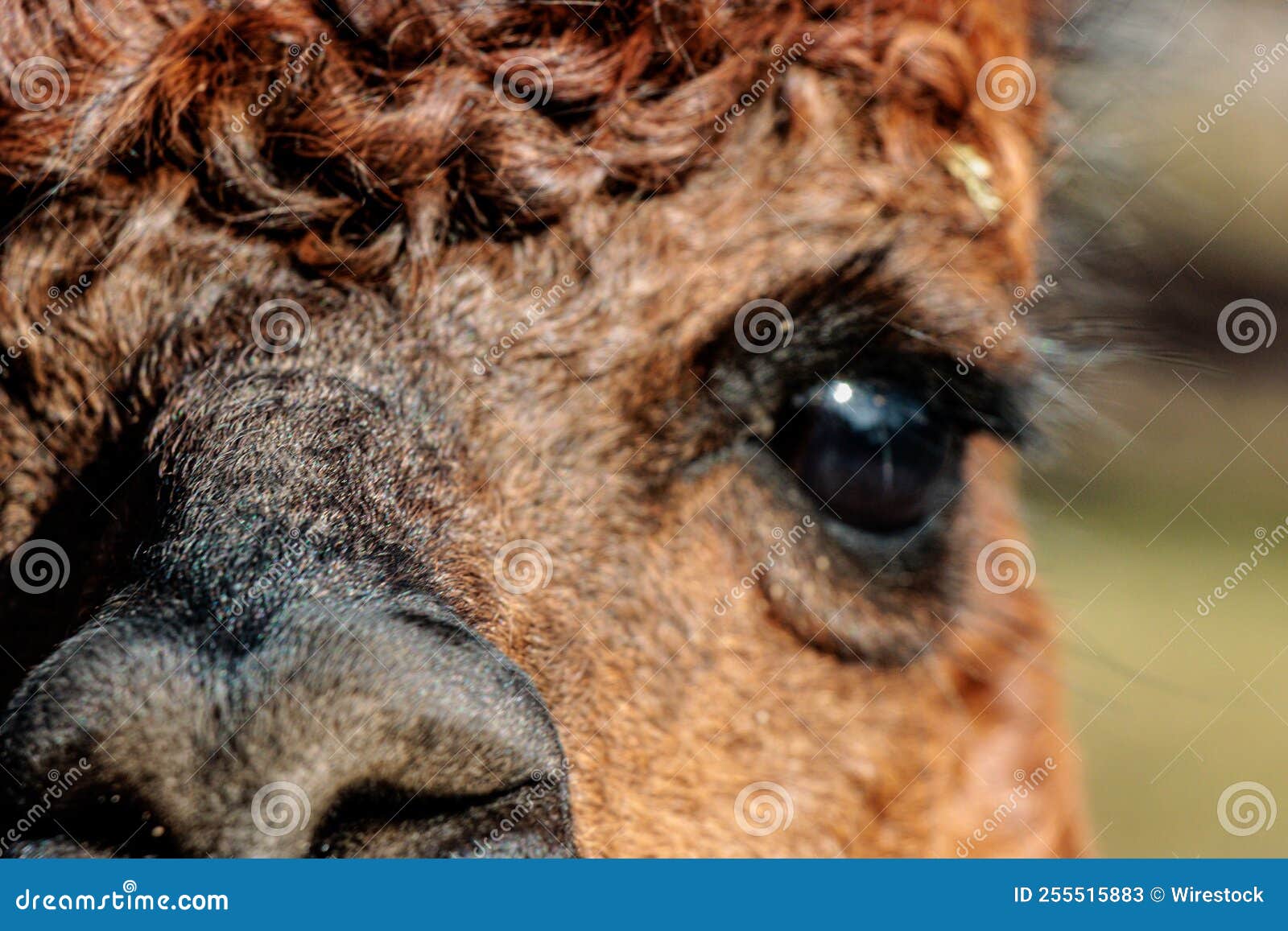 Closeup of a Nose and Eye of a Brown Llama Stock Image - Image of ...