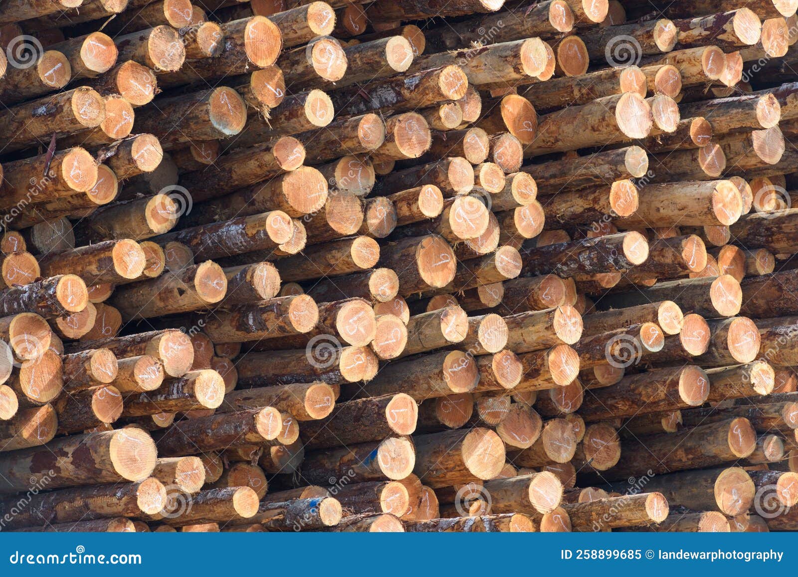 Closeup of Numbered Ends of Cut Logs Stacked for Processing Stock Image ...