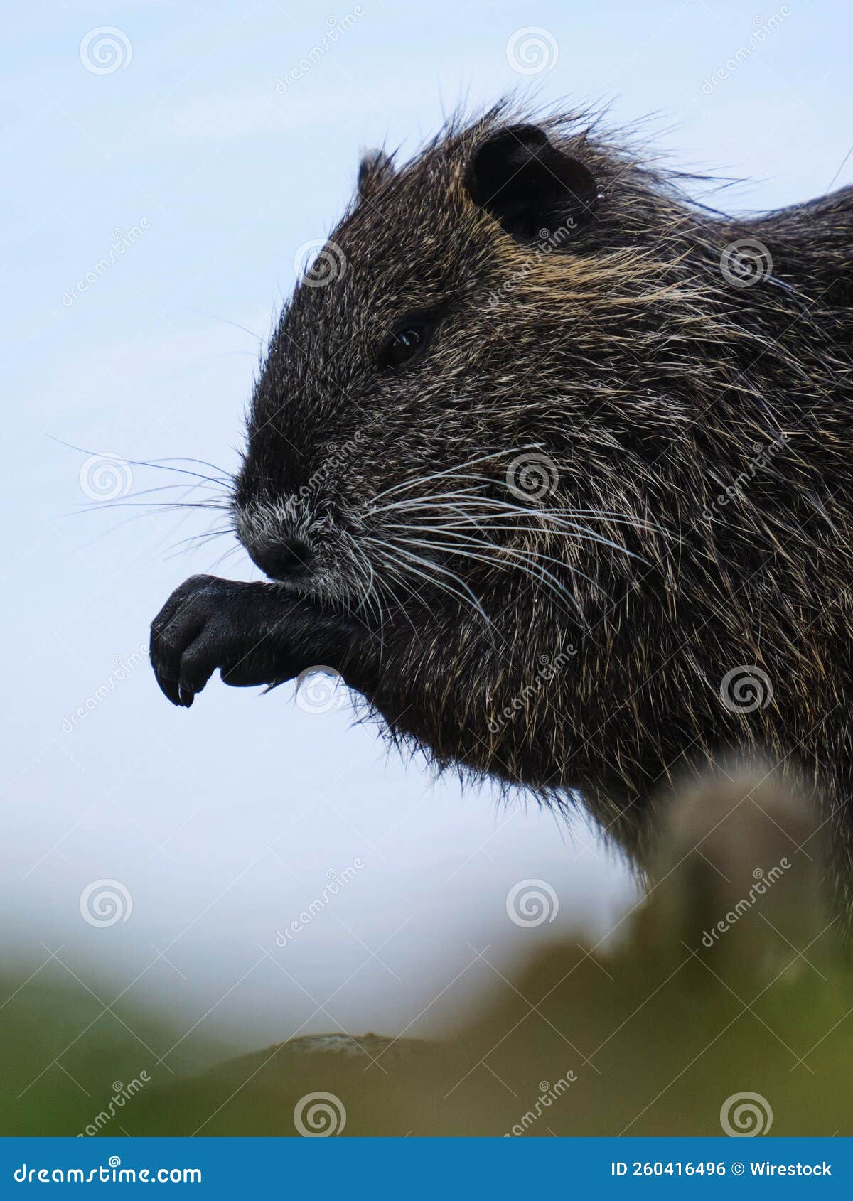 Closeup of Nutria Isolated in Blurred Background Stock Photo - Image of ...