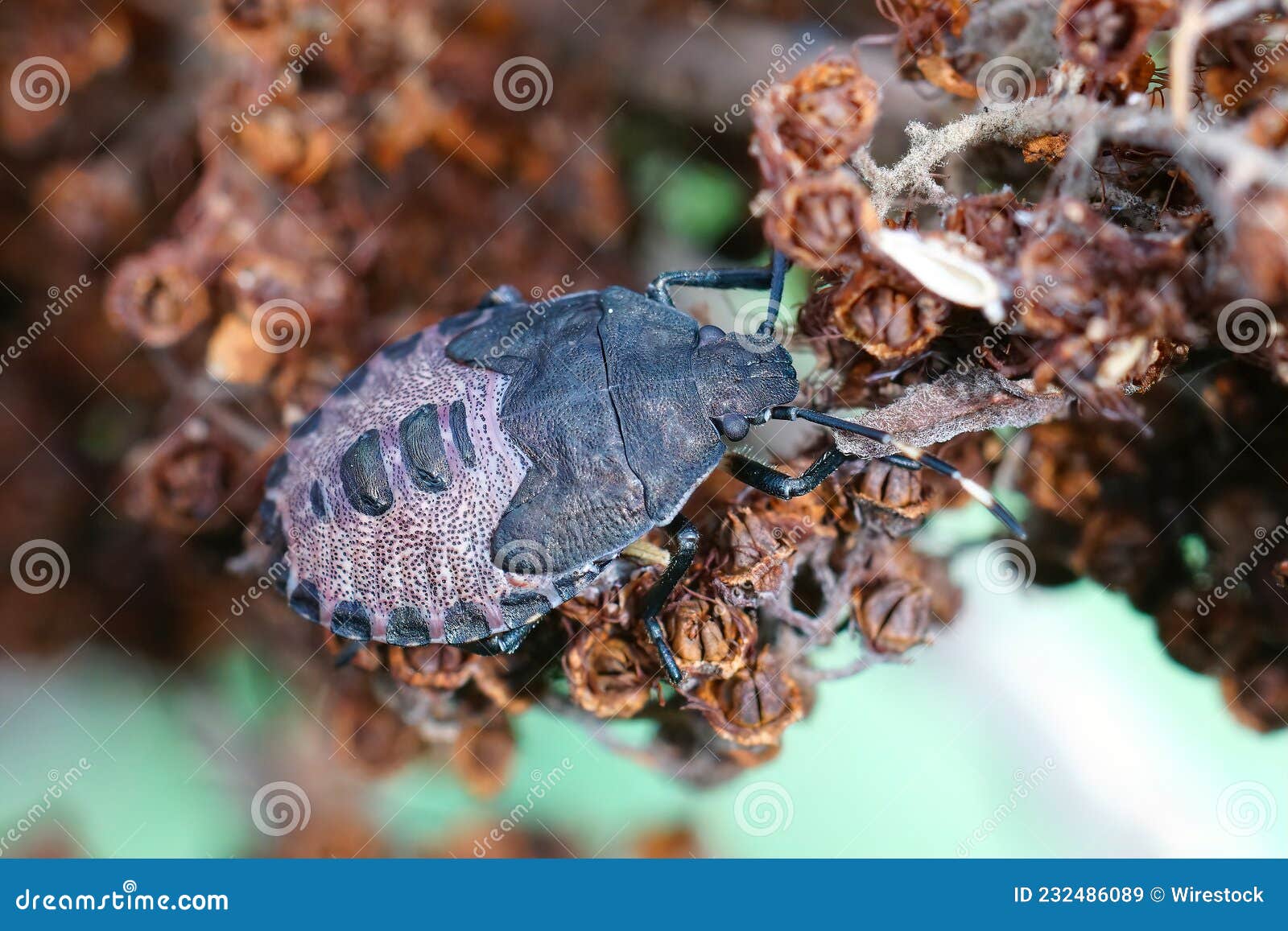 Closeup on a Nymph of the Mottled Shieldbug, Rhaphigaster Nebulosa ...