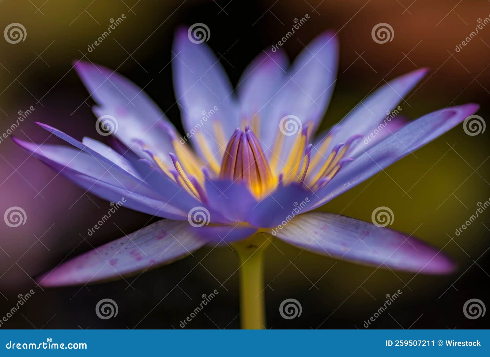 Closeup of Nymphaea Caerulea, a Blue Water Lily. Stock Image - Image of ...