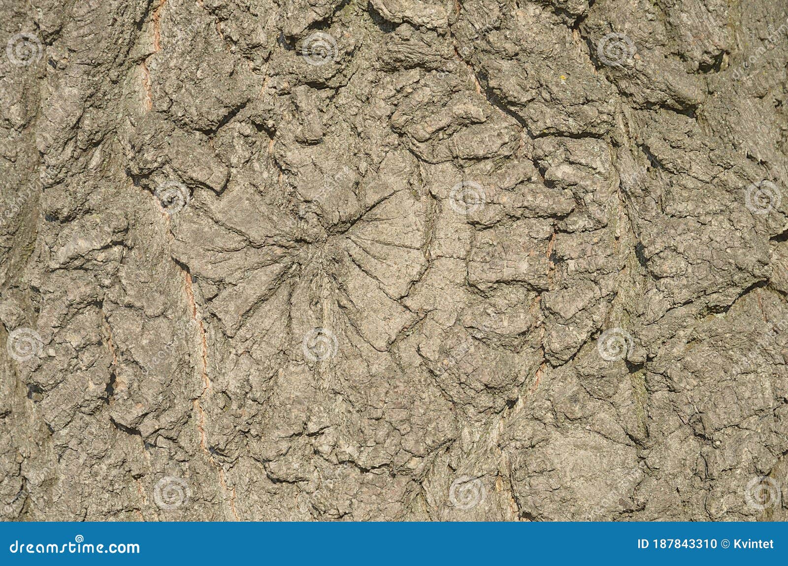 Closeup Oak Healing Round Shape on Bark Stock Photo - Image of detail ...