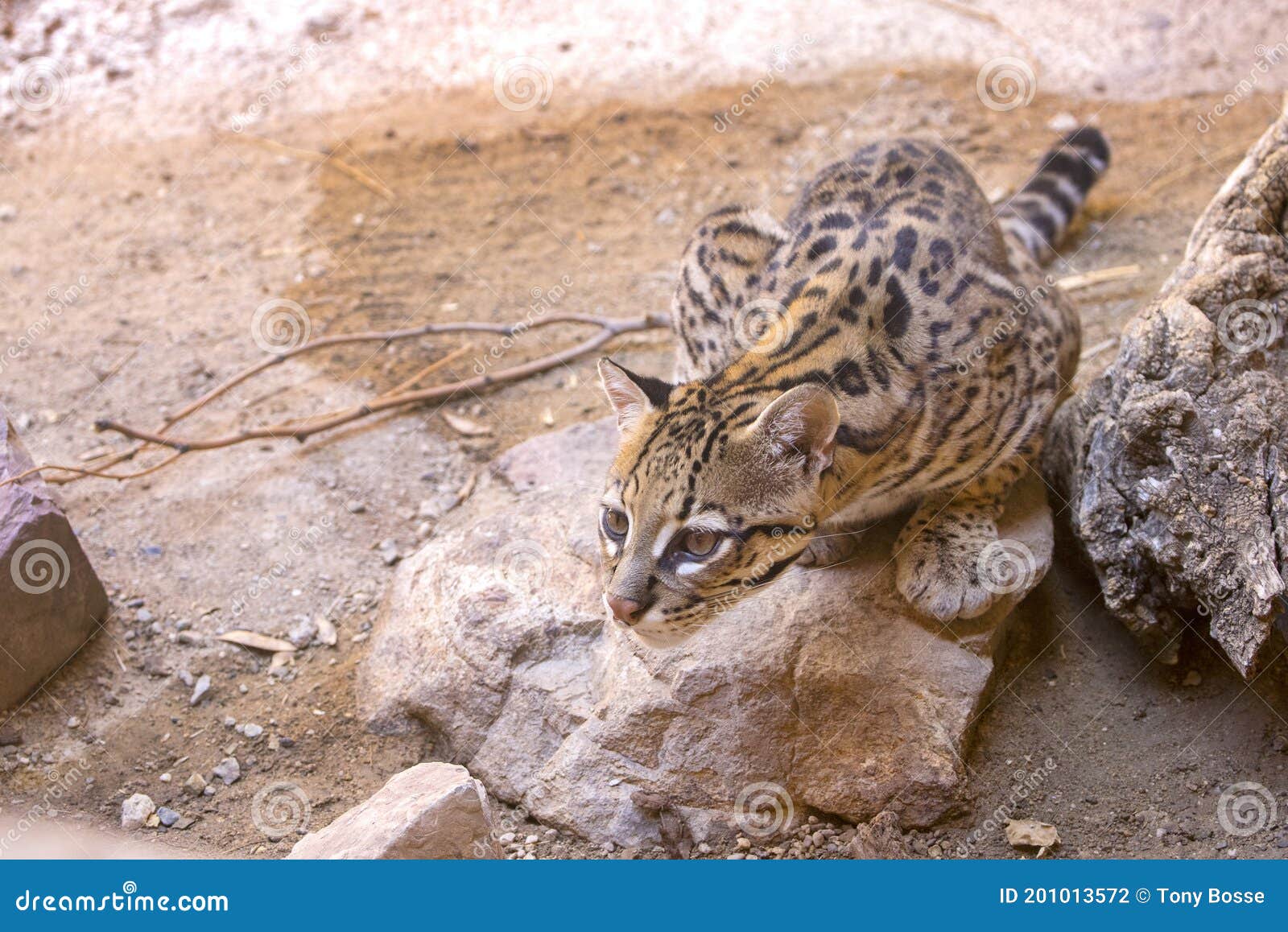 Ocelot on the Prowl stock photo. Image of predator, carnivore - 201013572