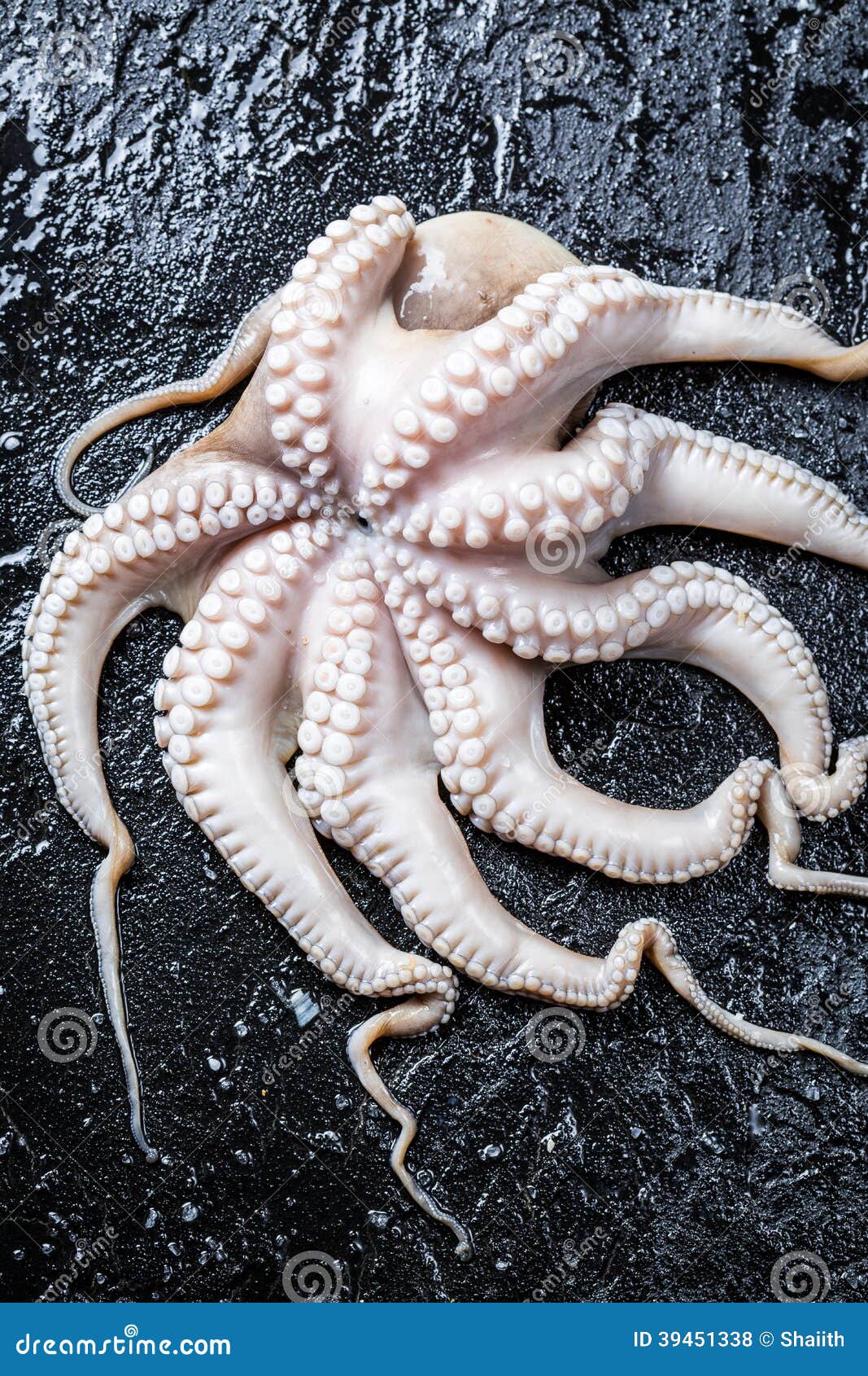 Closeup of octopus on rock stock photo. Image of copy - 39451338