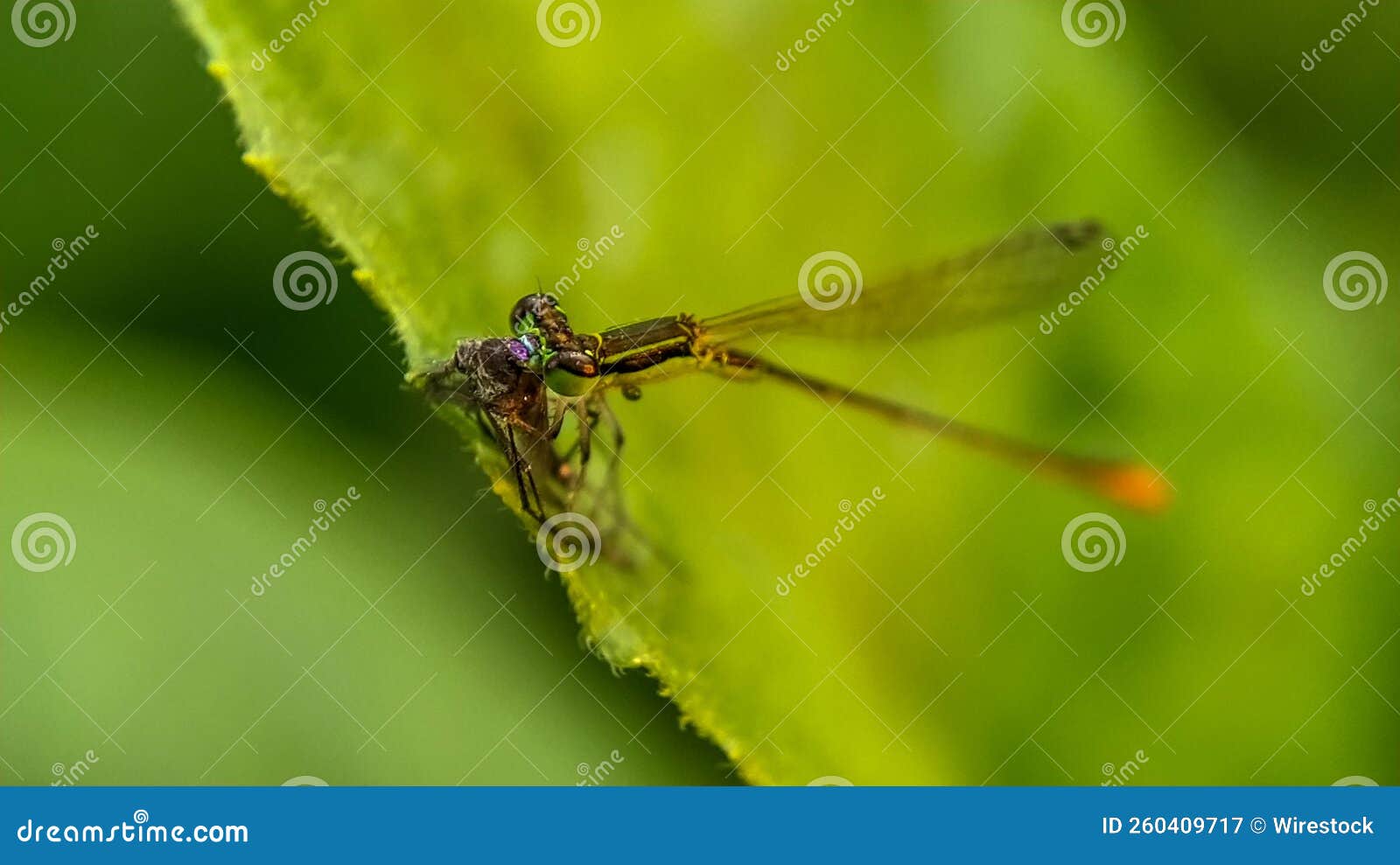 Closeup of Odonata Dragonfly Perching on Plant Stem Stock Image - Image ...