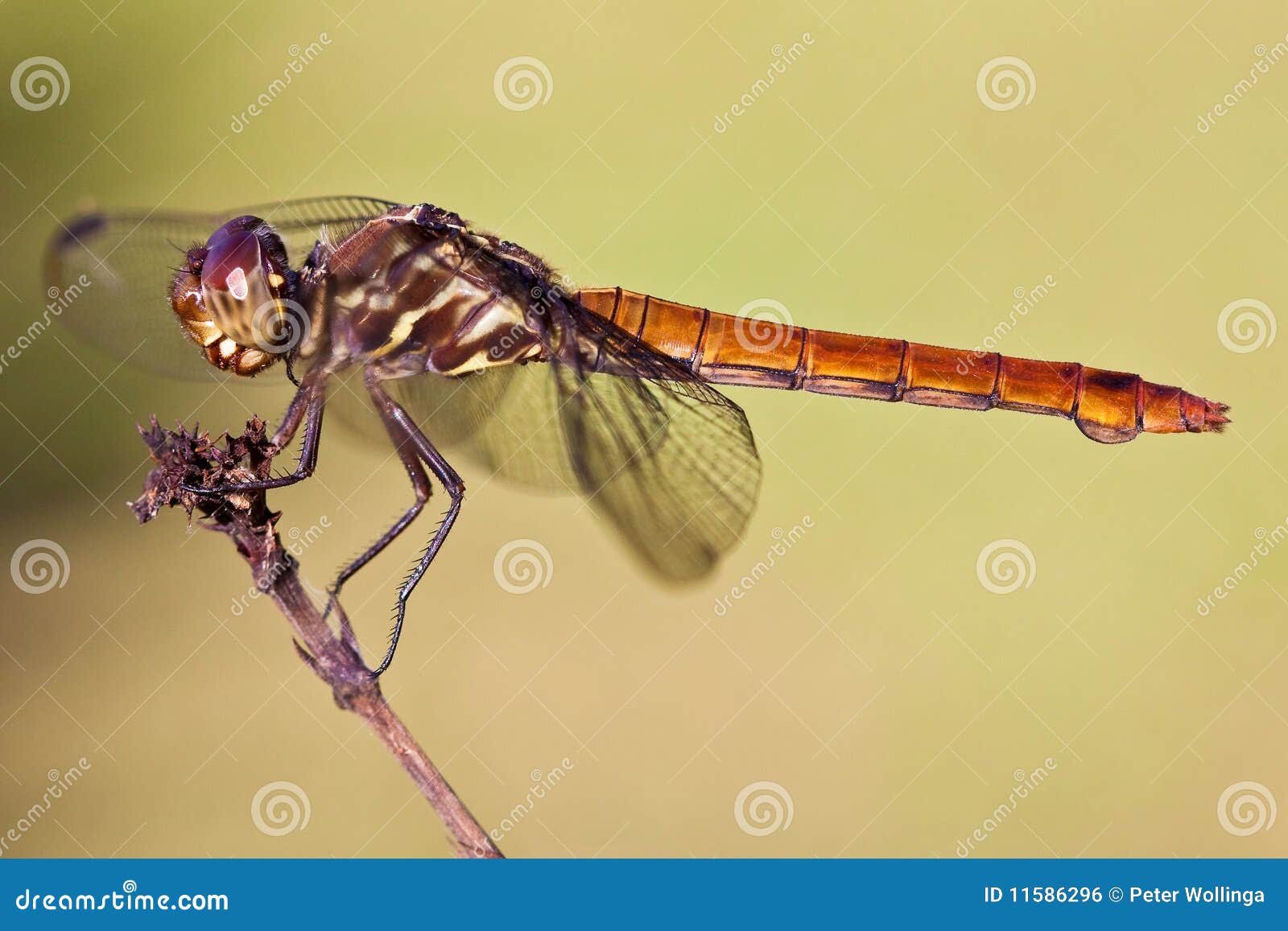 Odonata Royalty-Free Stock Photography | CartoonDealer.com #162367163