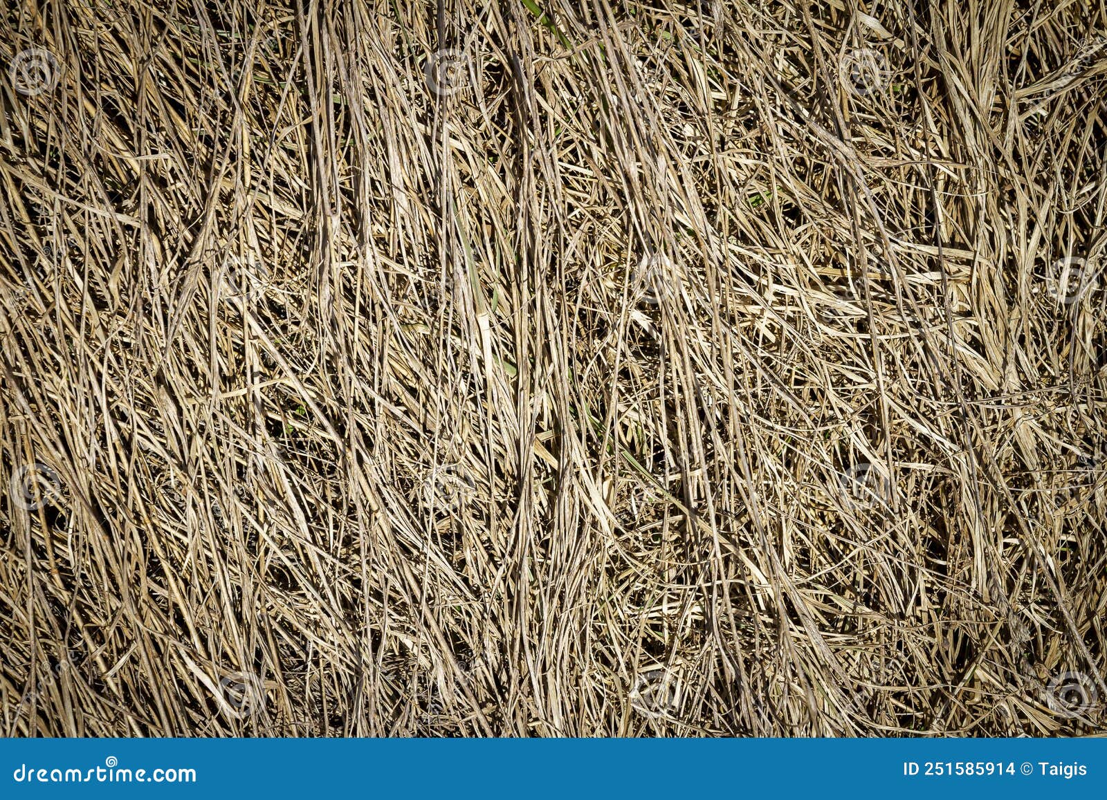 Closeup of Old Aged Dry Grass Straw Texture Background Stock Photo ...