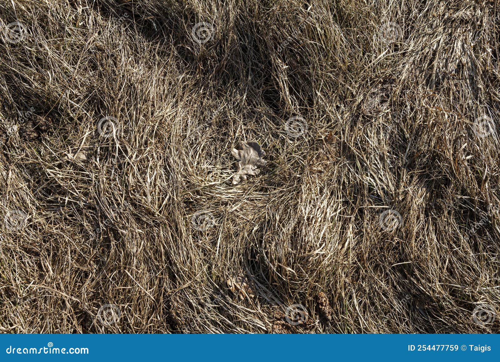 Closeup of Old Aged Dry Grass Straw Texture Background Stock Image ...