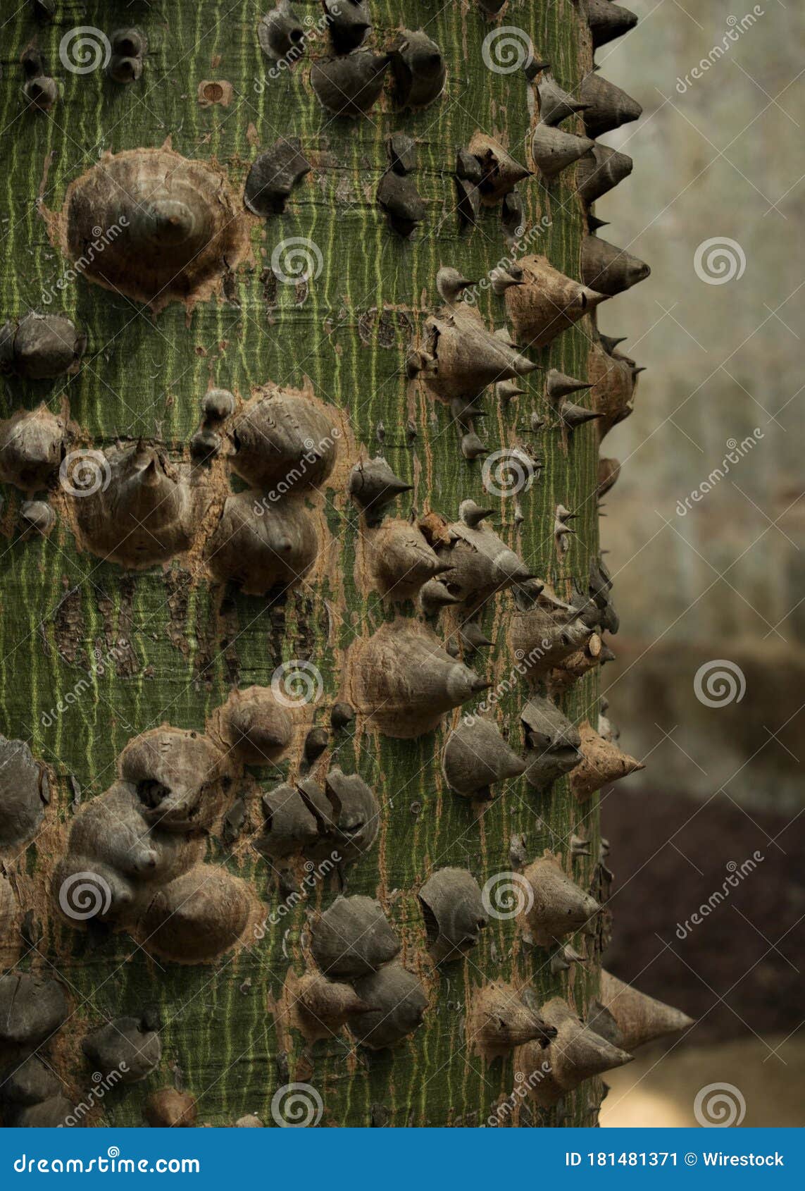 Closeup of an Old Cactus Truck with Thick Thorns Stock Image - Image of ...