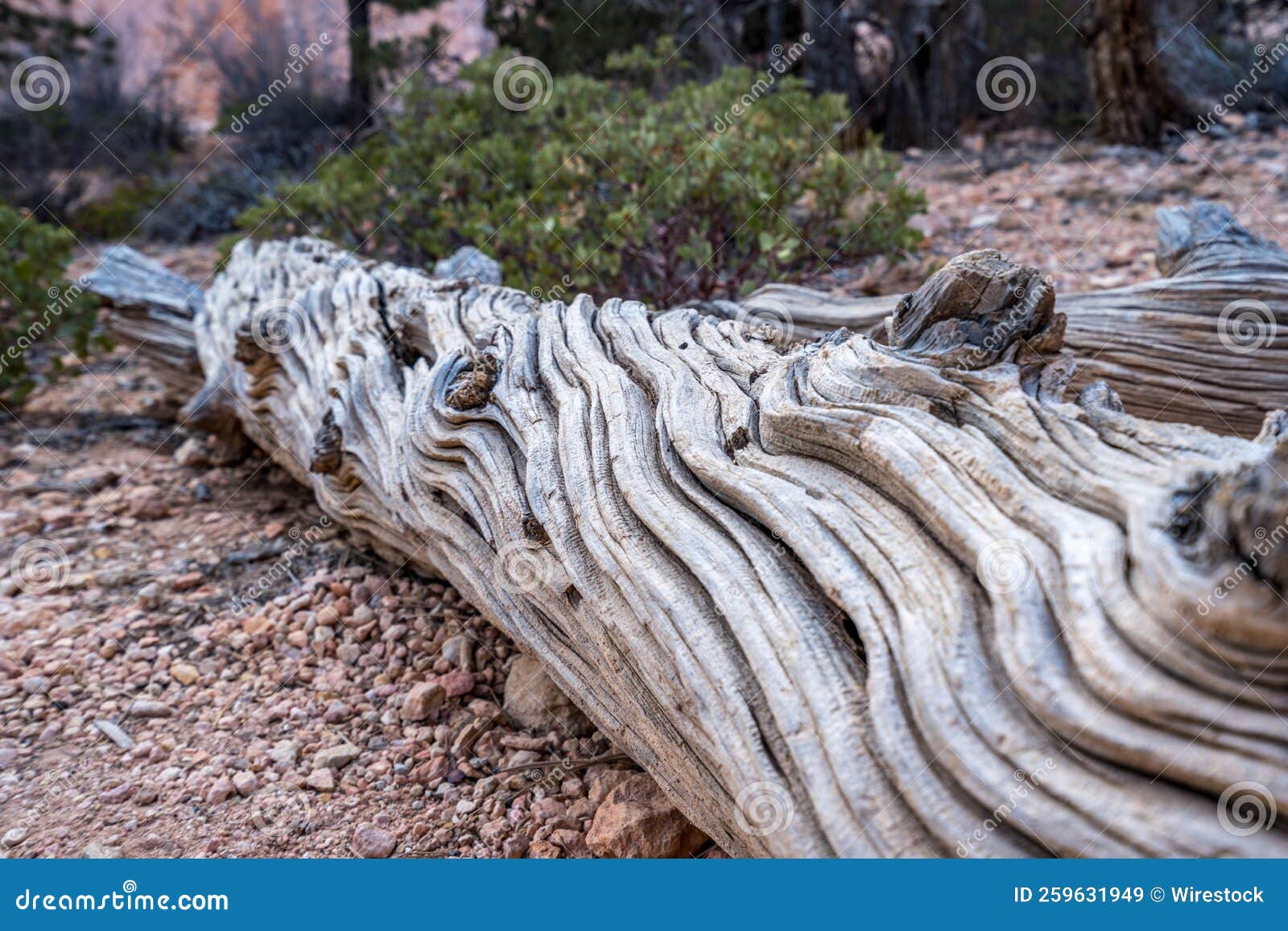 Closeup of an Old Dead Fallen Tree on the Ground Stock Image - Image of ...