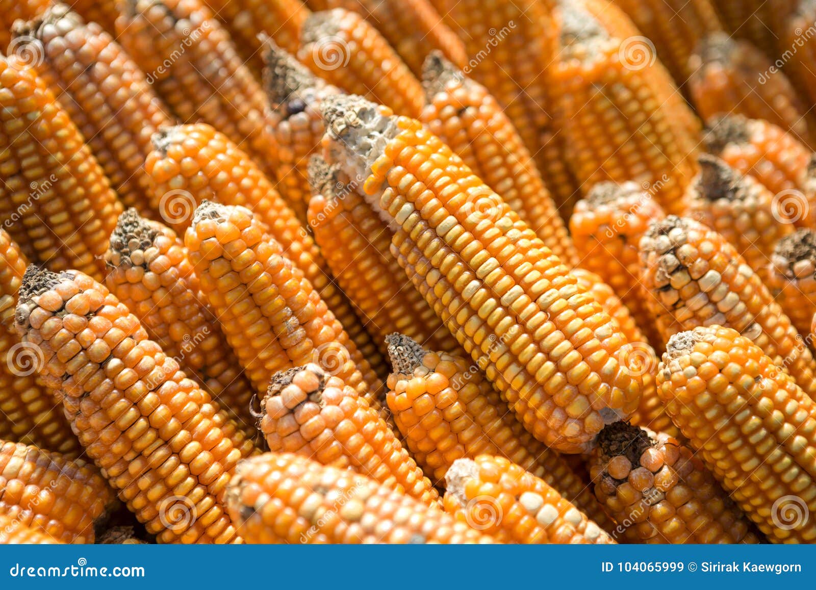 Closeup Old Dried Corn Cobs Background Stock Image - Image of natural ...