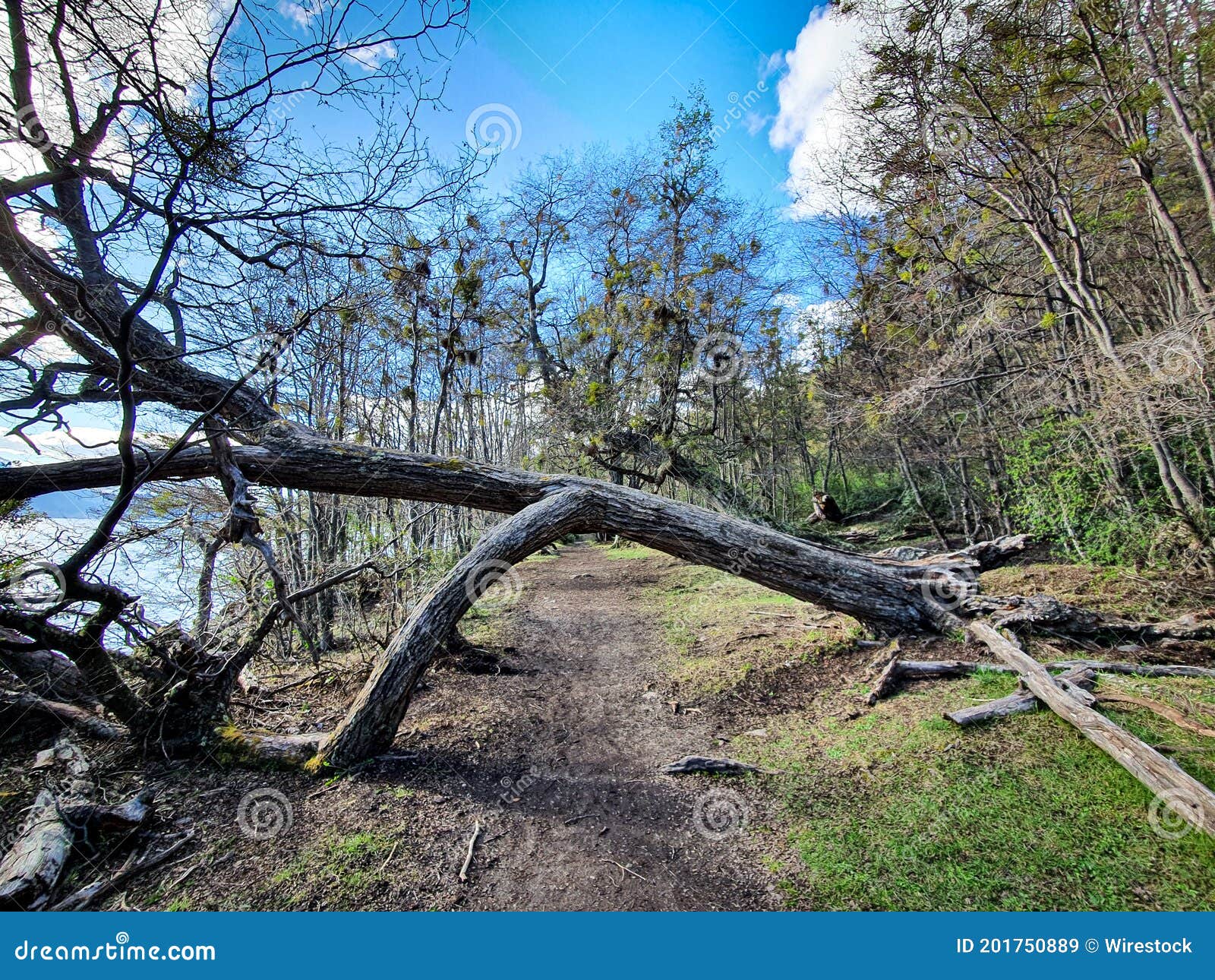 Closeup of an Old Fallen Tree in a Path Stock Image - Image of clouds ...