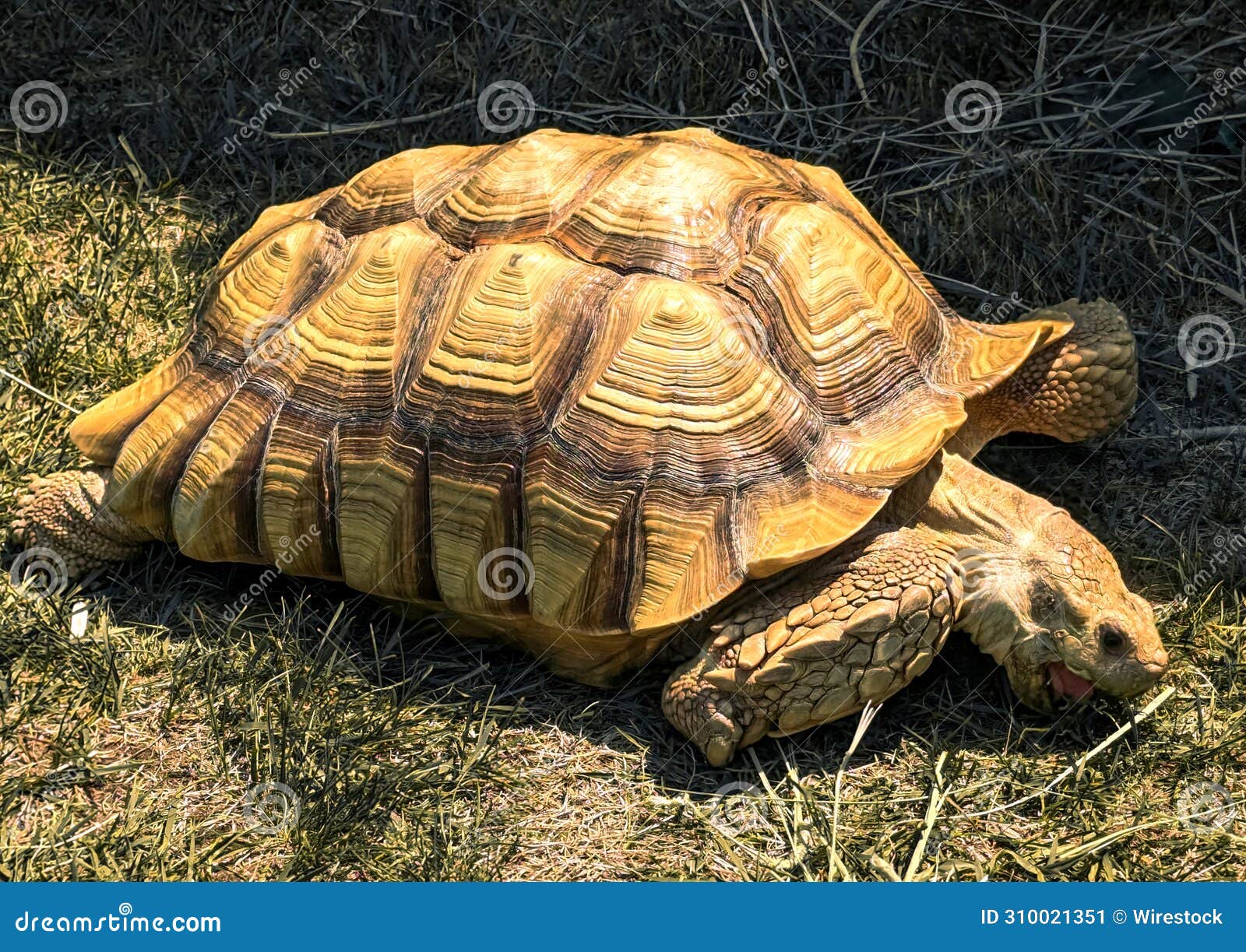 Closeup of a Old Land Tortoise Grazing on Some Grass. Stock Image ...