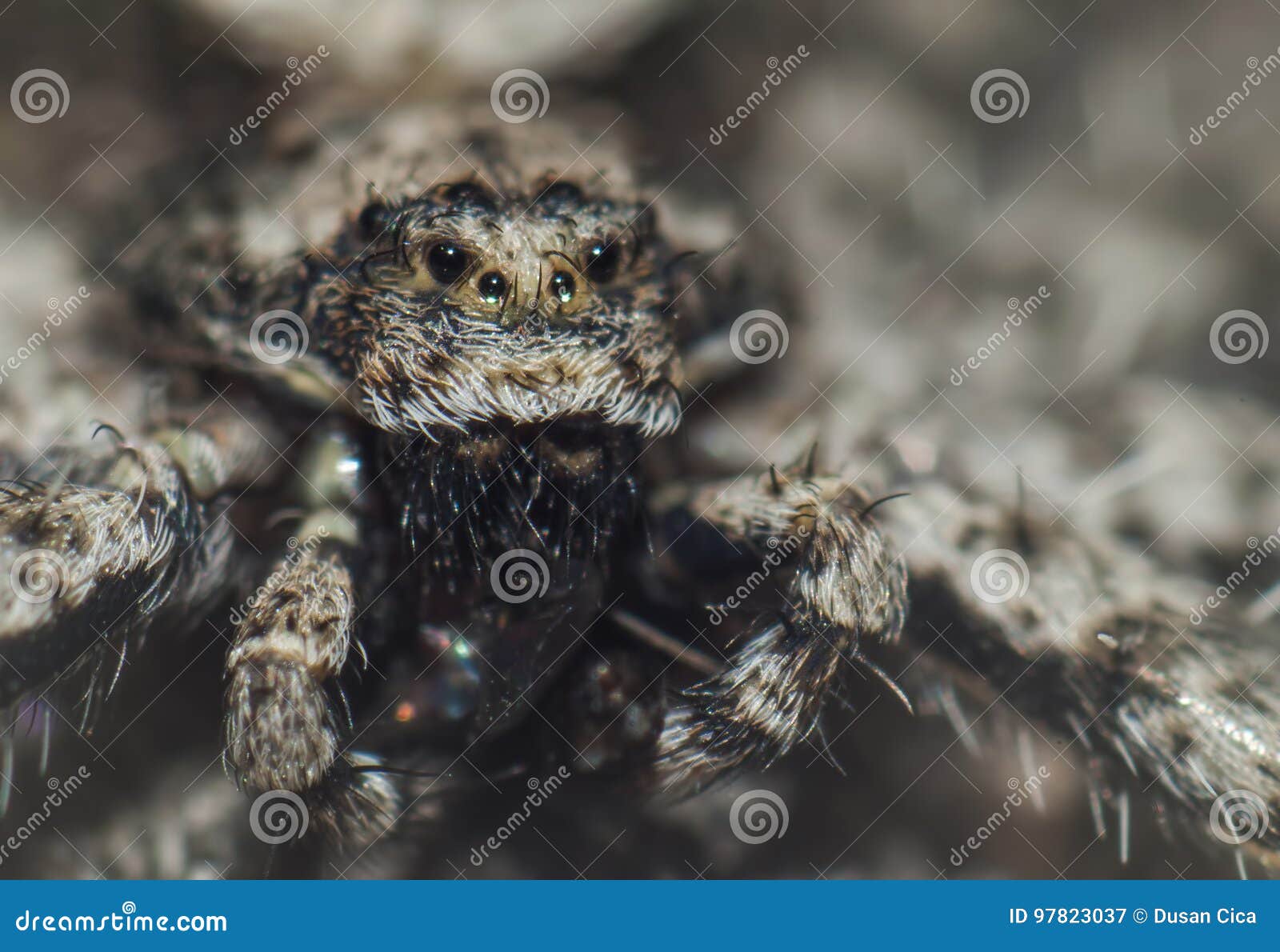 Closeup of Old Looking Spider Stock Image - Image of fire, naturen ...