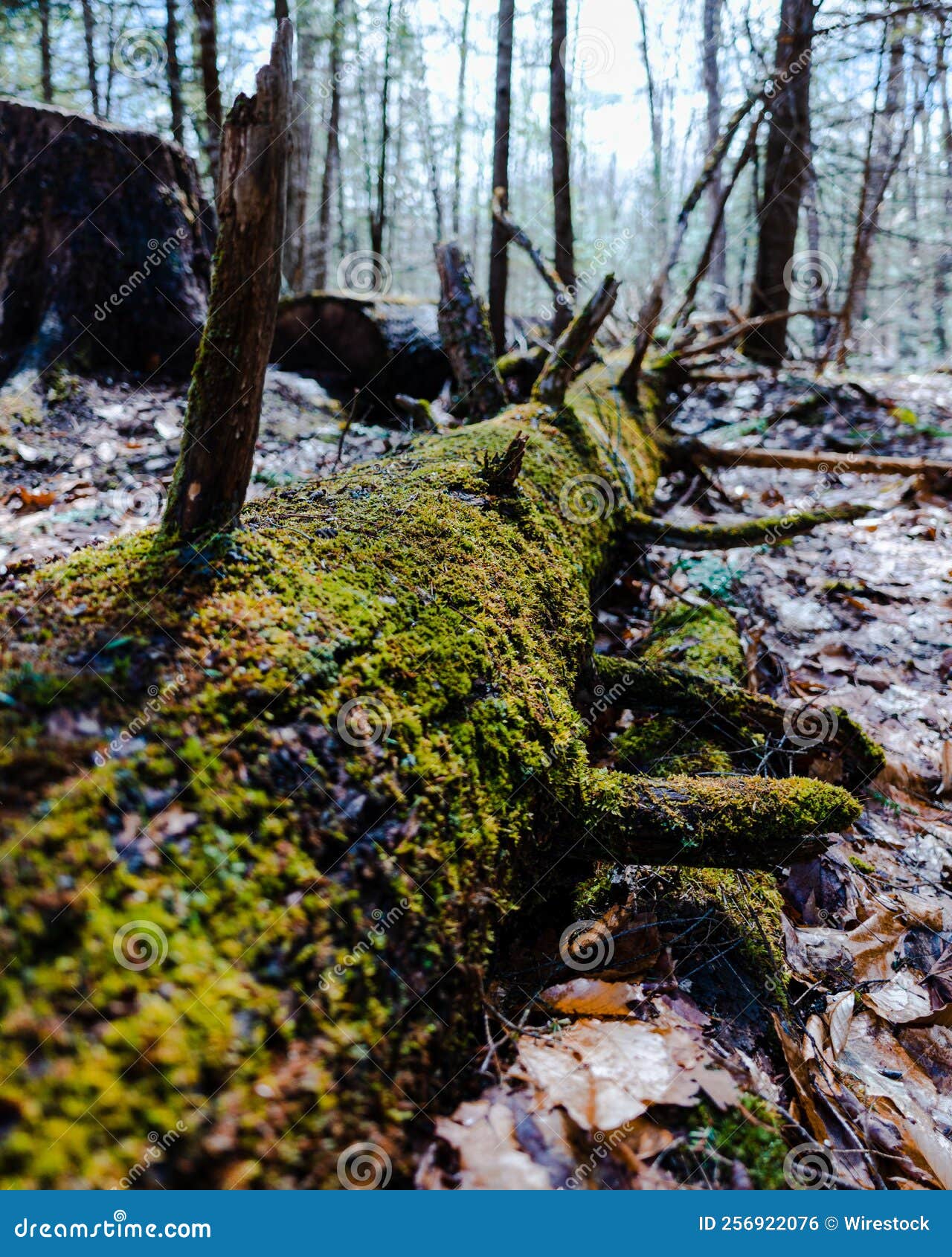 Closeup of an Old Mossy Tree Fallen in a Forest Stock Photo - Image of ...