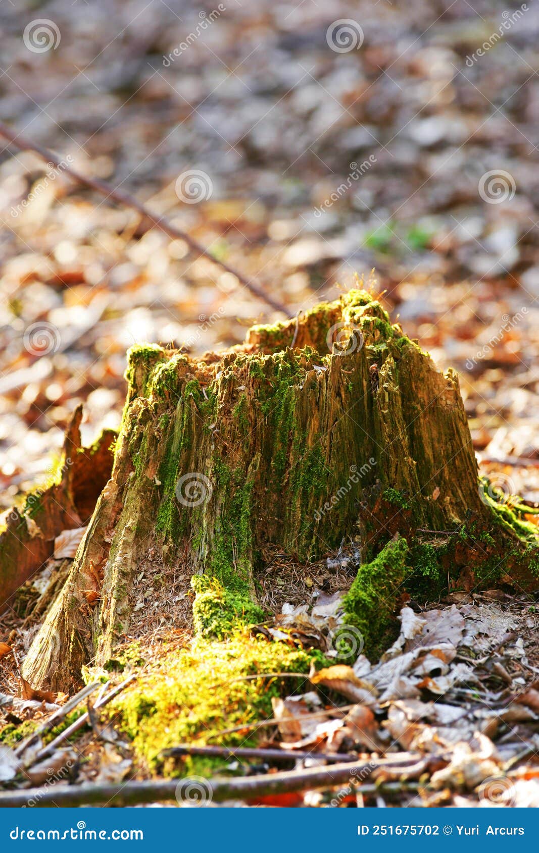Lifecycle Of Trees - Seasonal Transformation After Winter Season ...