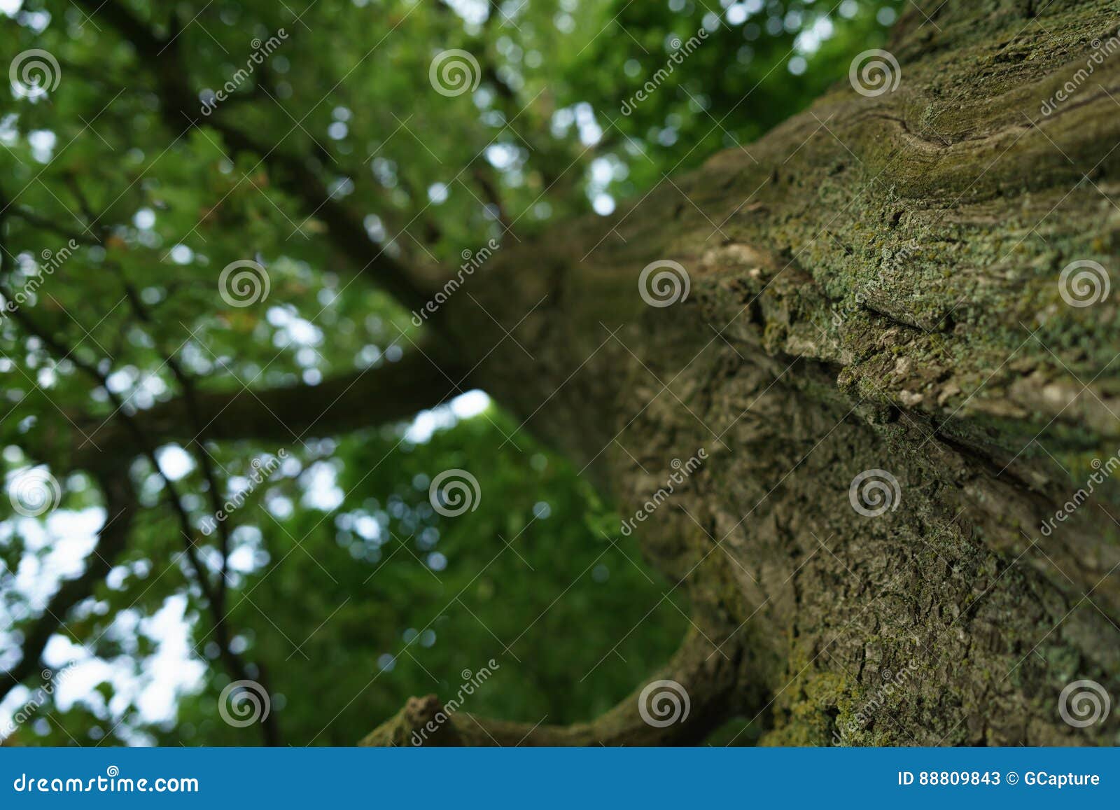 Closeup Old Oak Tree Low Angle Shot Stock Image - Image of leaf ...