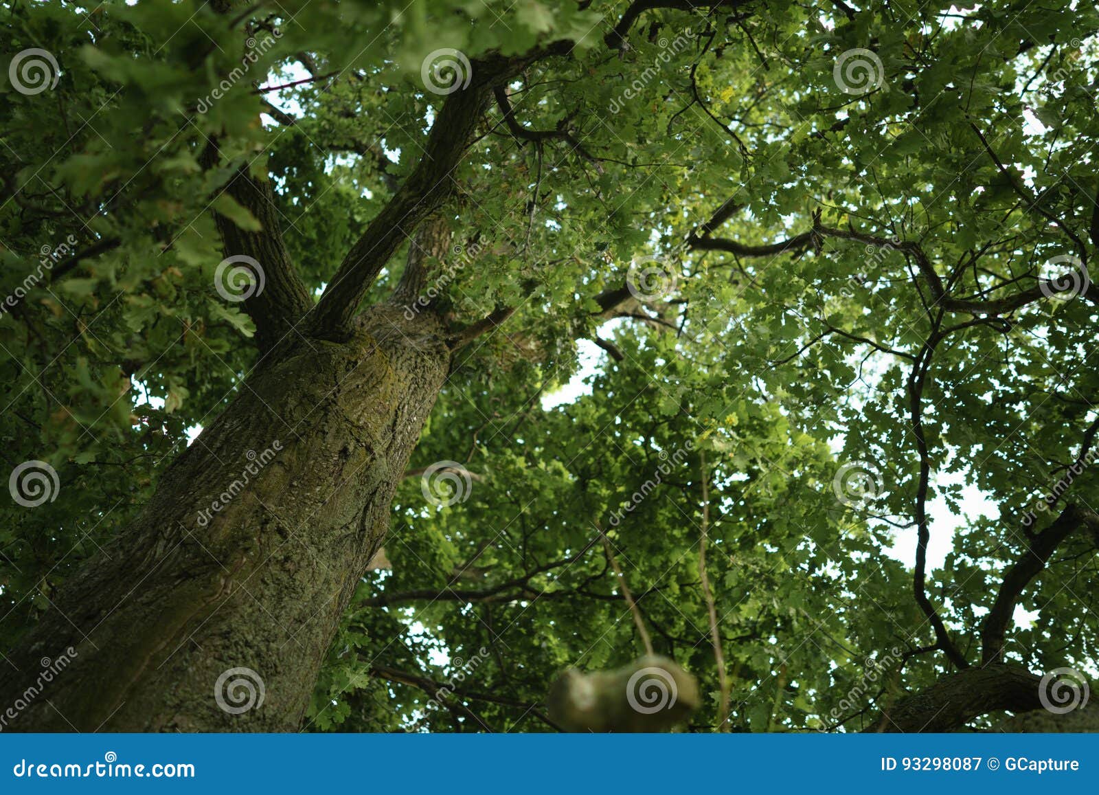 Closeup Old Oak Tree Low Angle Shot Stock Image - Image of nature ...
