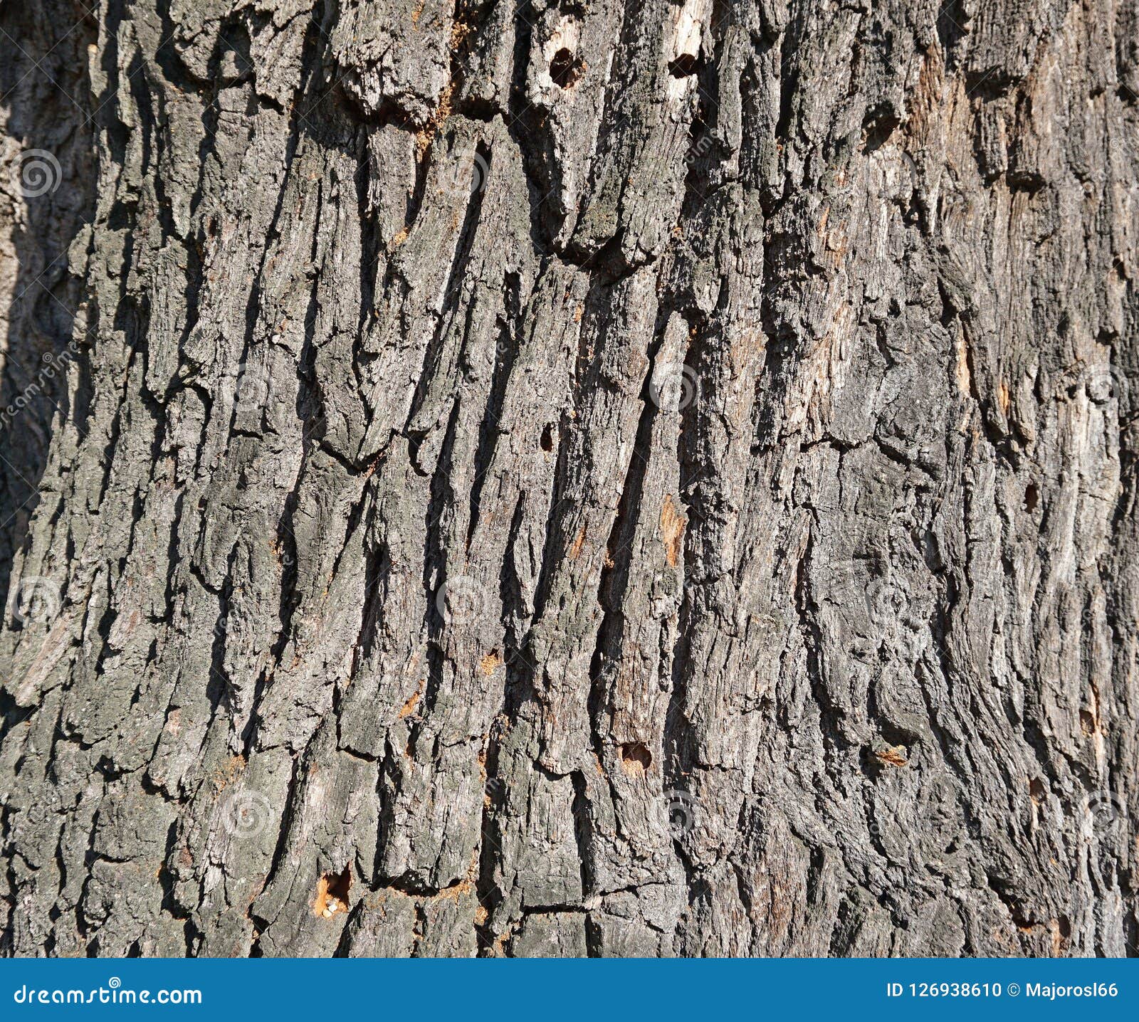 Closeup of an Old Oak Tree Trunk Stock Photo - Image of shadow, plant ...