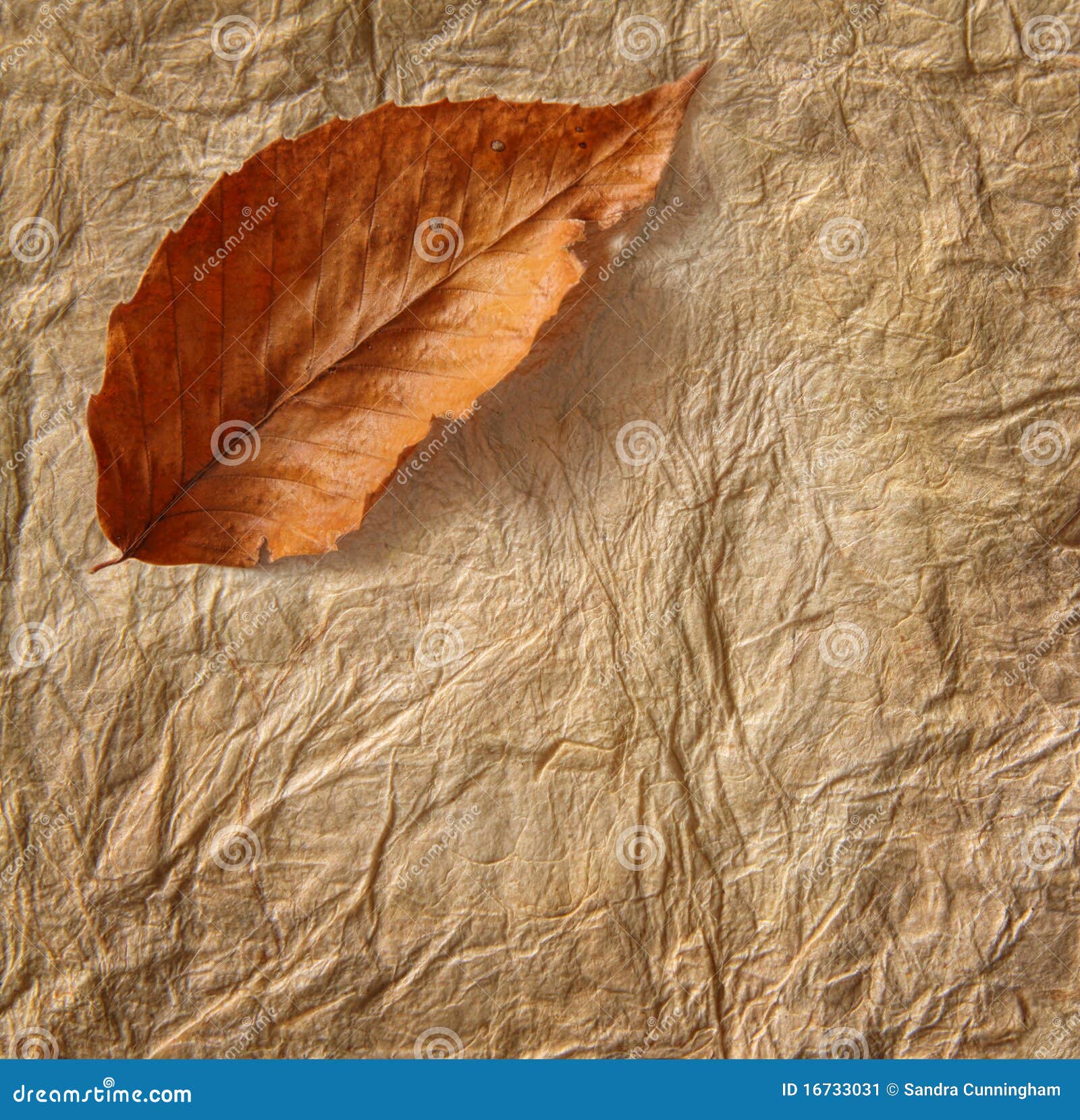 Closeup of Old Parchment Paper with Leaf Stock Image - Image of ...