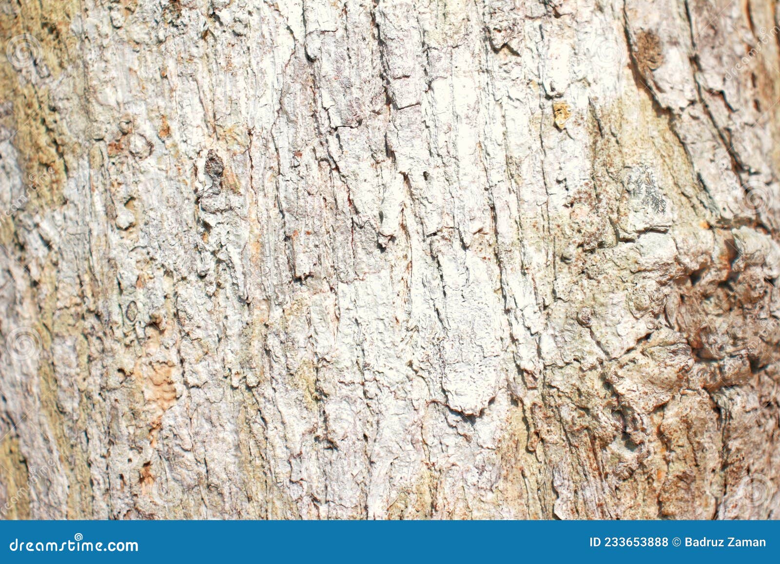 Teak Tree Bark stock photo. Image of isolated, natural - 233653888