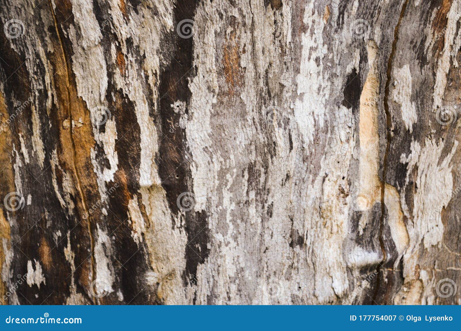 Closeup Old Tree Bark Texture for Background or Overlay Stock Image ...