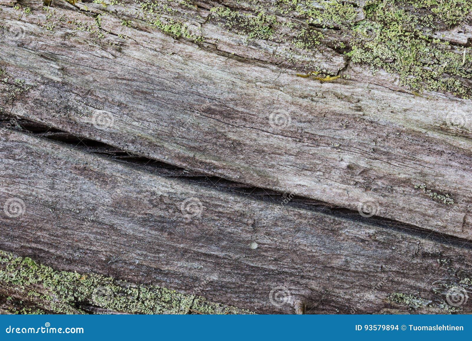 Closeup of an old tree stock photo. Image of natural - 93579894