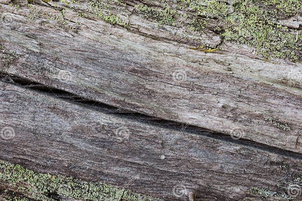 Closeup of an old tree stock photo. Image of natural - 93579894