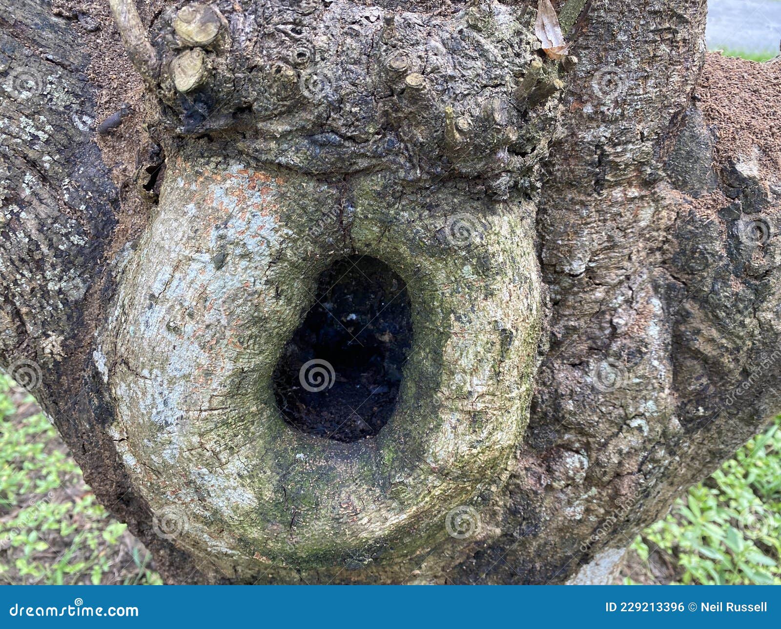 Tree Knot Stock Photo | CartoonDealer.com #13248240