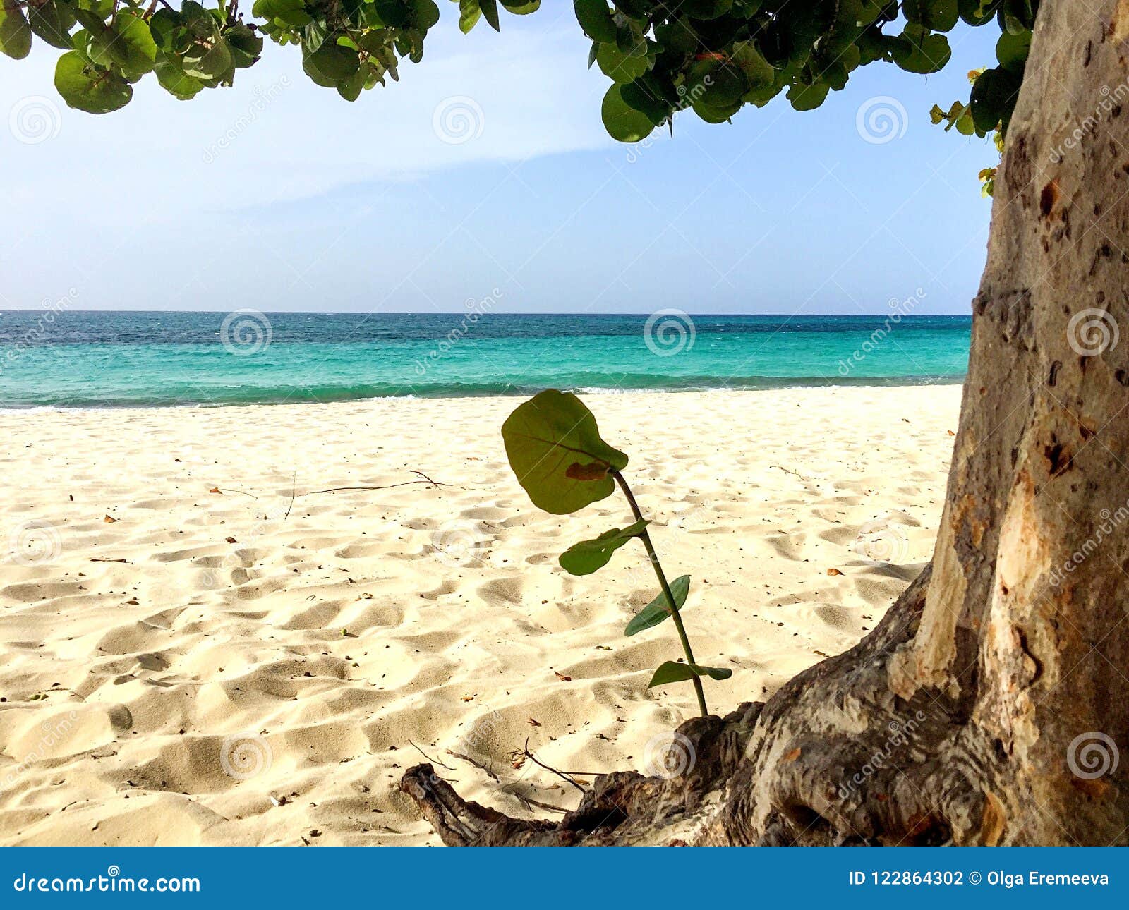 Closeup Old Tree Root with Green Leaves on Sandy Ocean Beach Stock ...