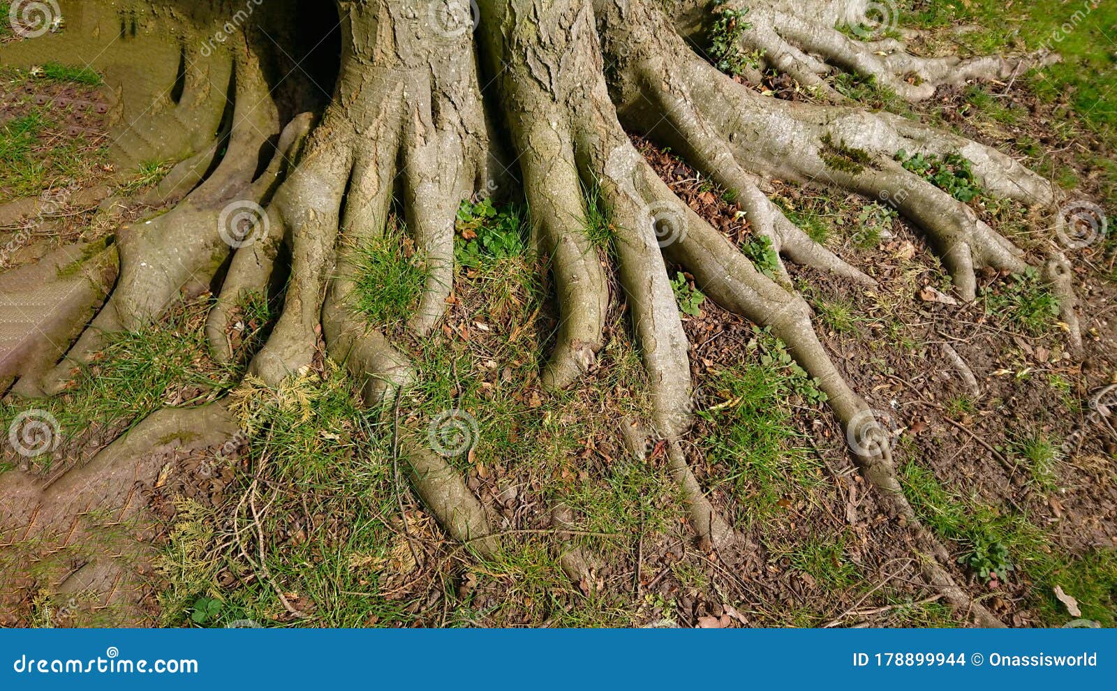 Closeup of a Old Tree Roots Above the Ground Stock Photo - Image of ...
