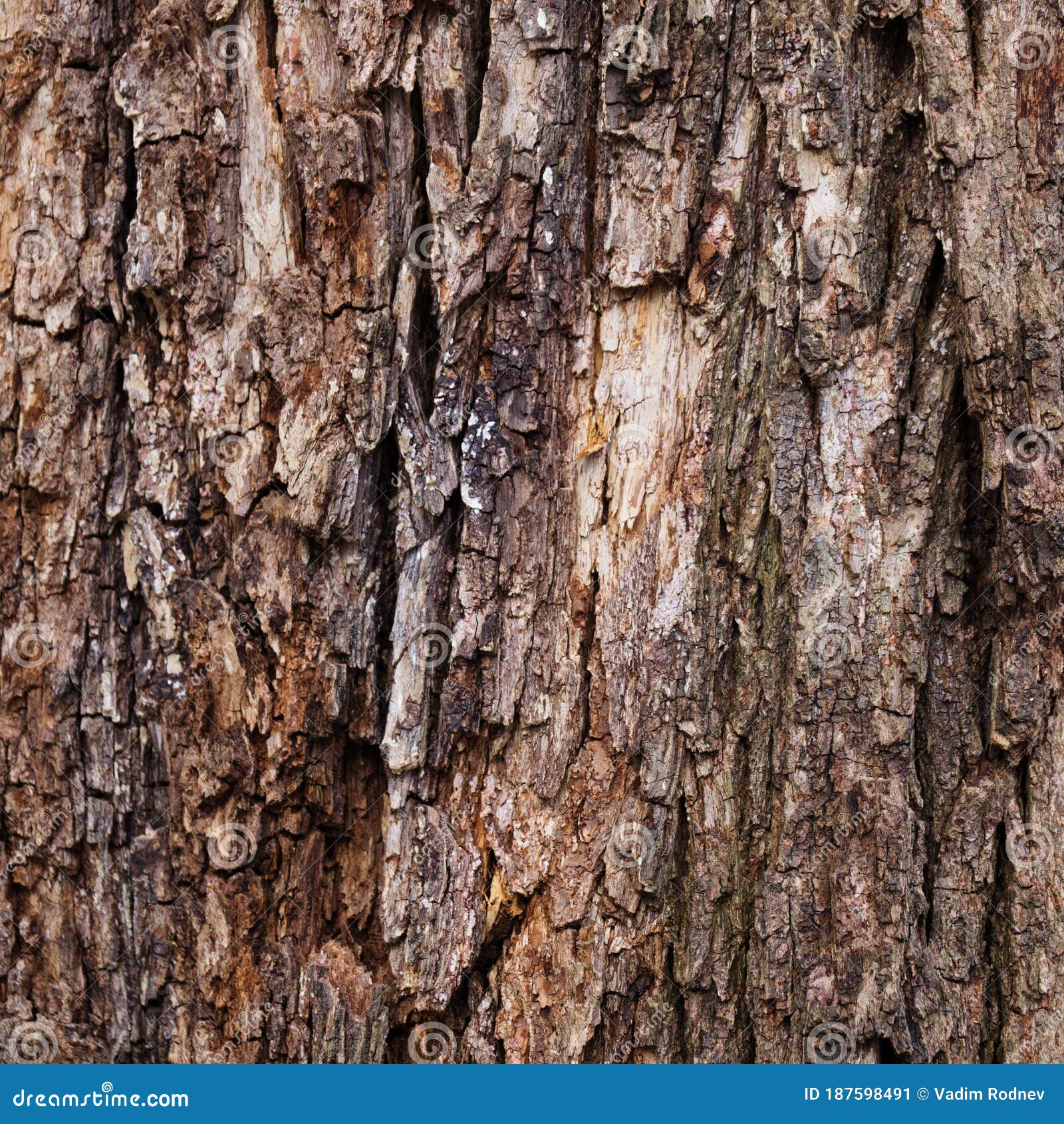 Closeup of Old Weather Beaten Tree Bark Texture Background Pattern ...