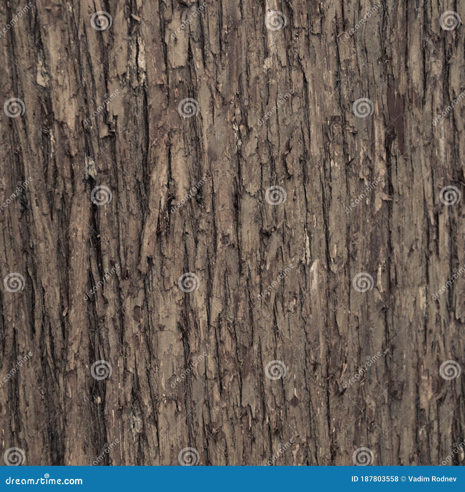 Closeup of Old Weather Beaten Tree Bark Texture Background Pattern ...