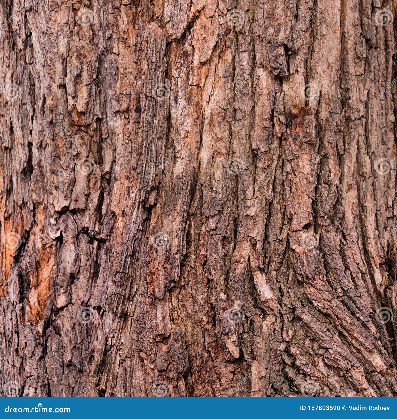 Closeup of Old Weather Beaten Tree Bark Texture Background Pattern ...