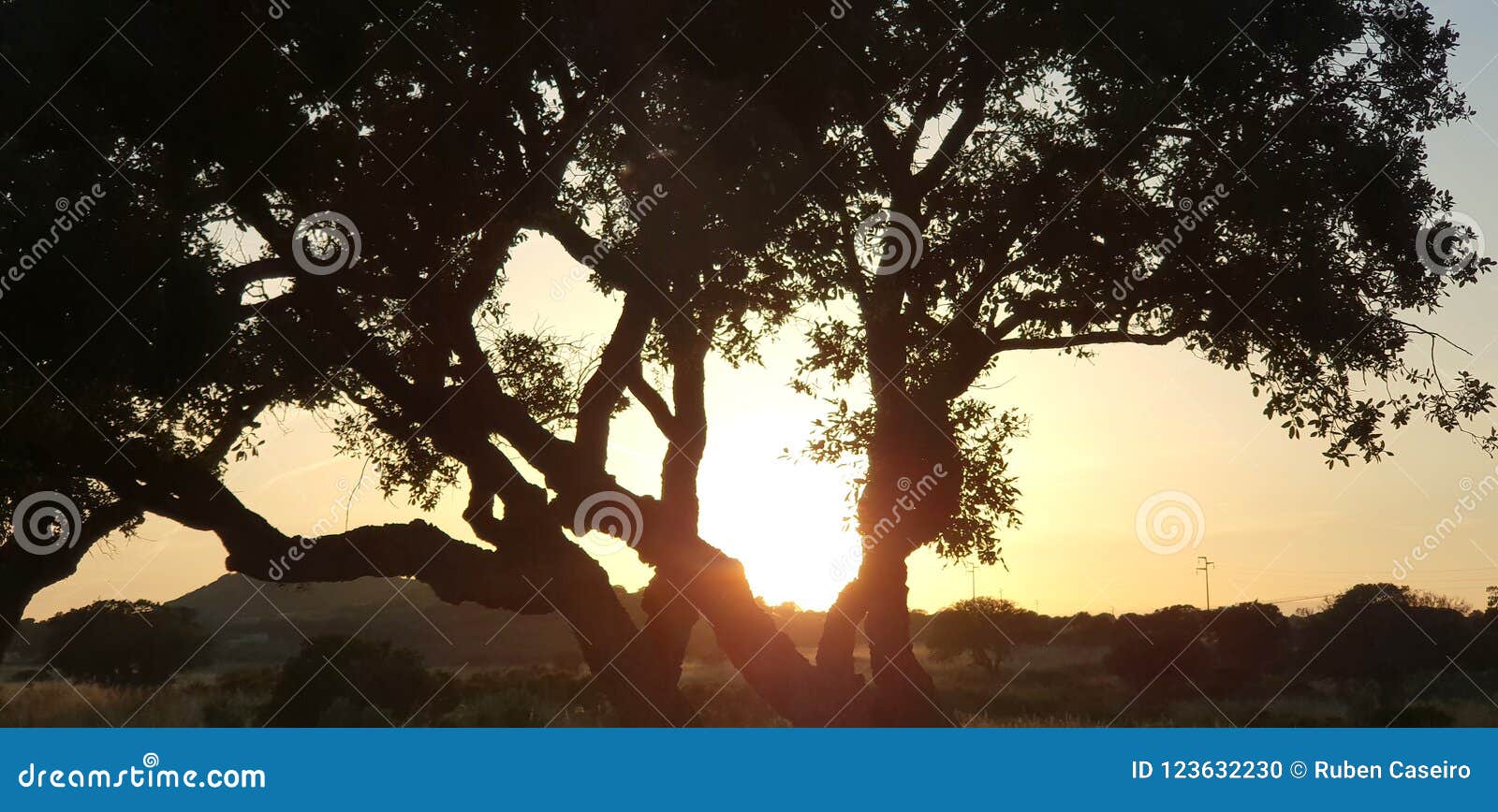Silhouette of a olive tree stock photo. Image of beautiful - 123632230