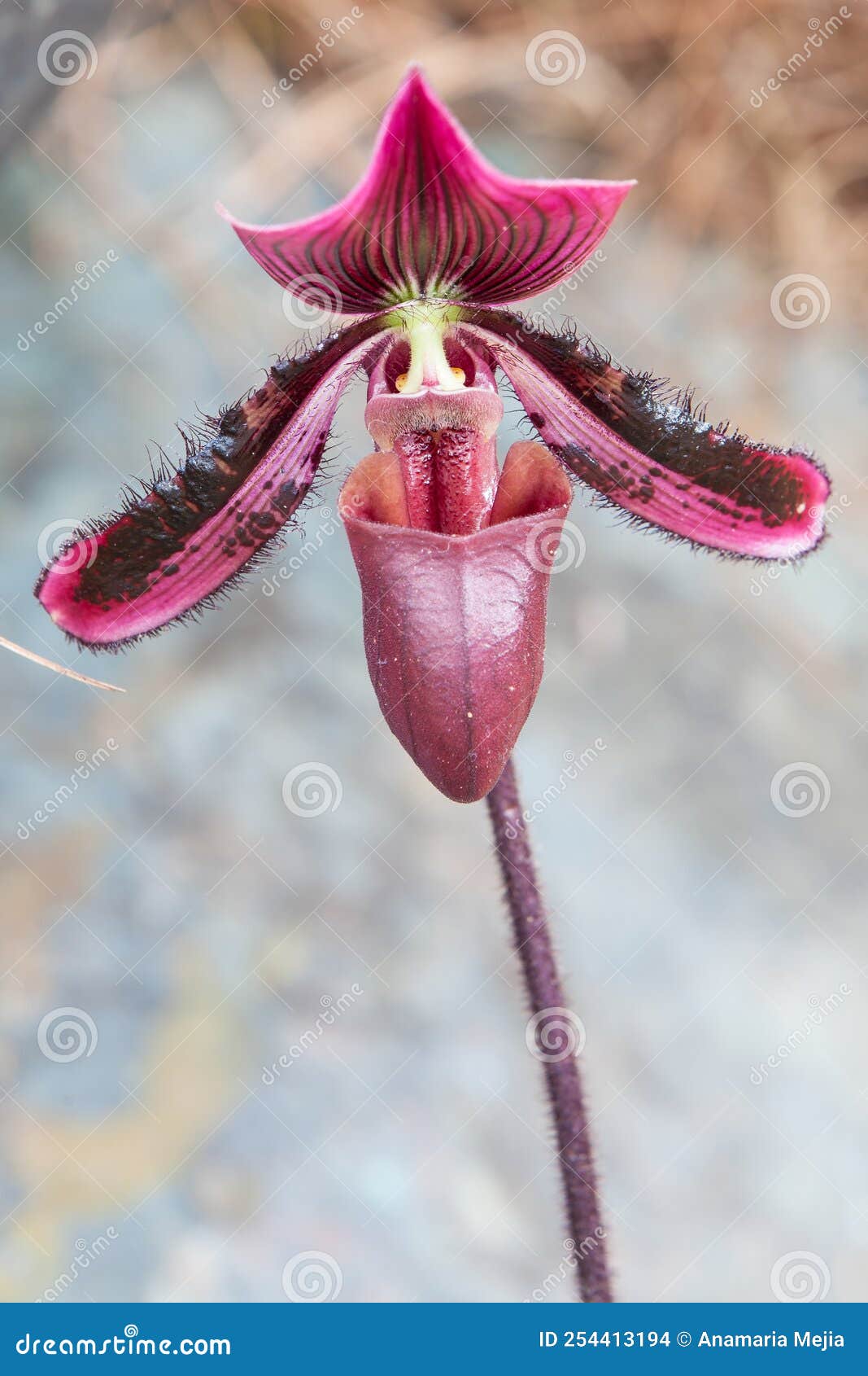 Closeup of One of the Beautiful Colombian Orchids Stock Photo - Image ...