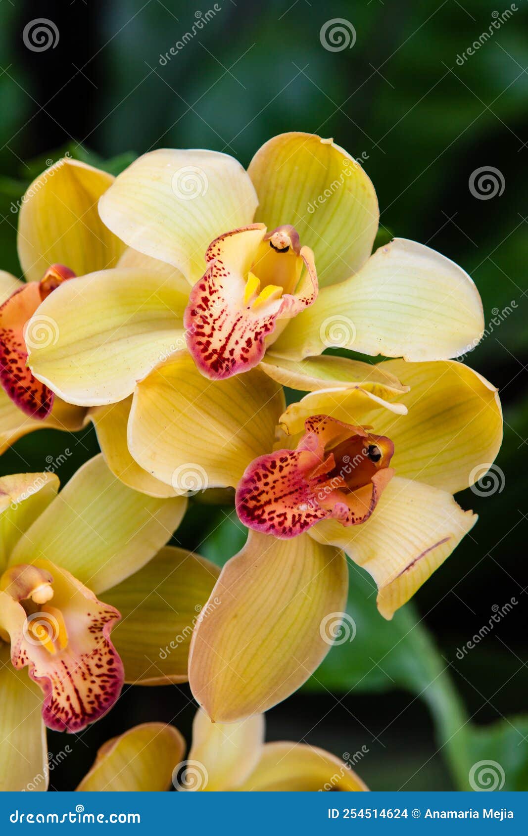 Closeup of One of the Beautiful Colombian Orchids Stock Photo - Image ...
