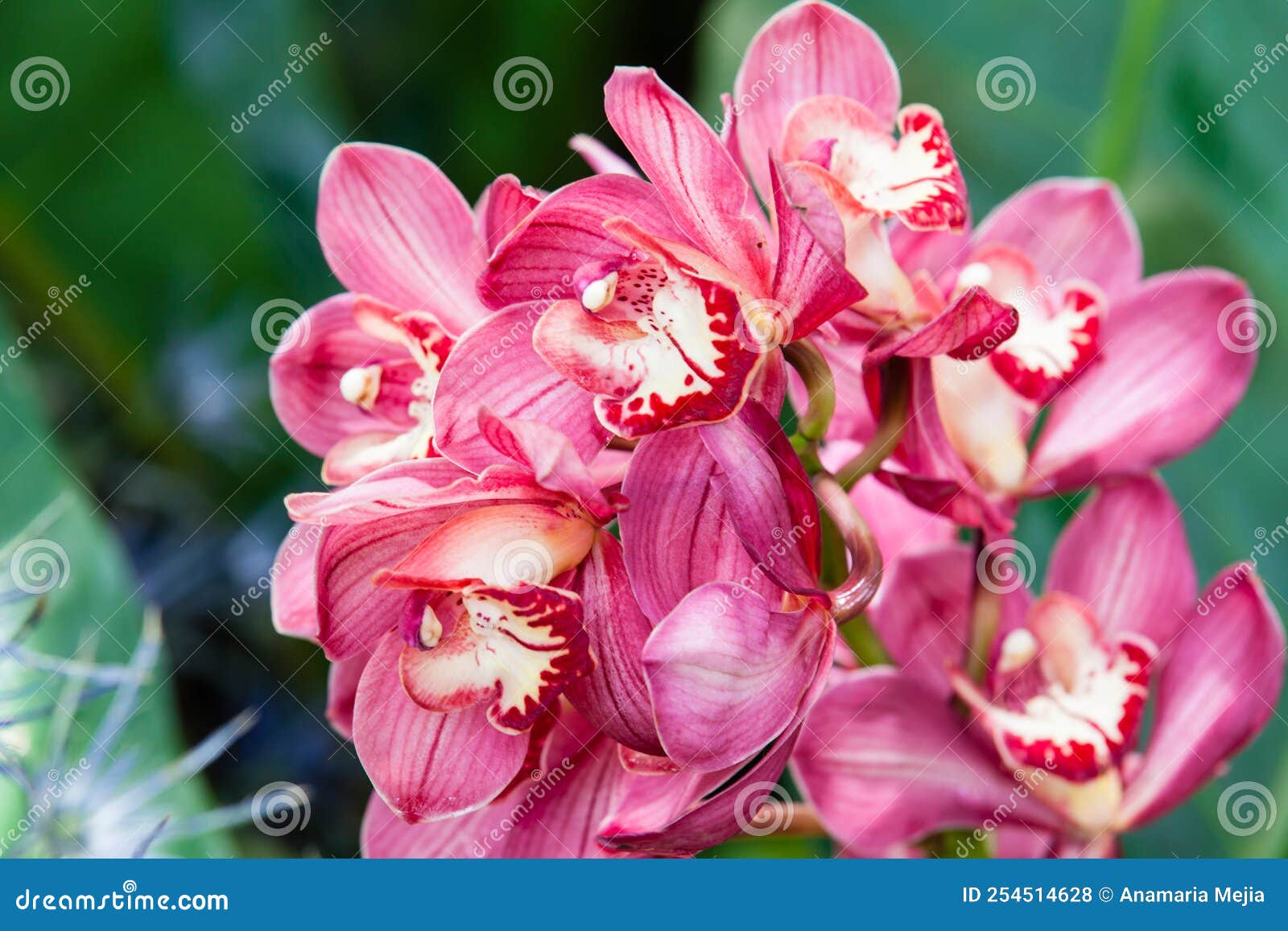 Closeup of One of the Beautiful Colombian Orchids Stock Photo - Image ...